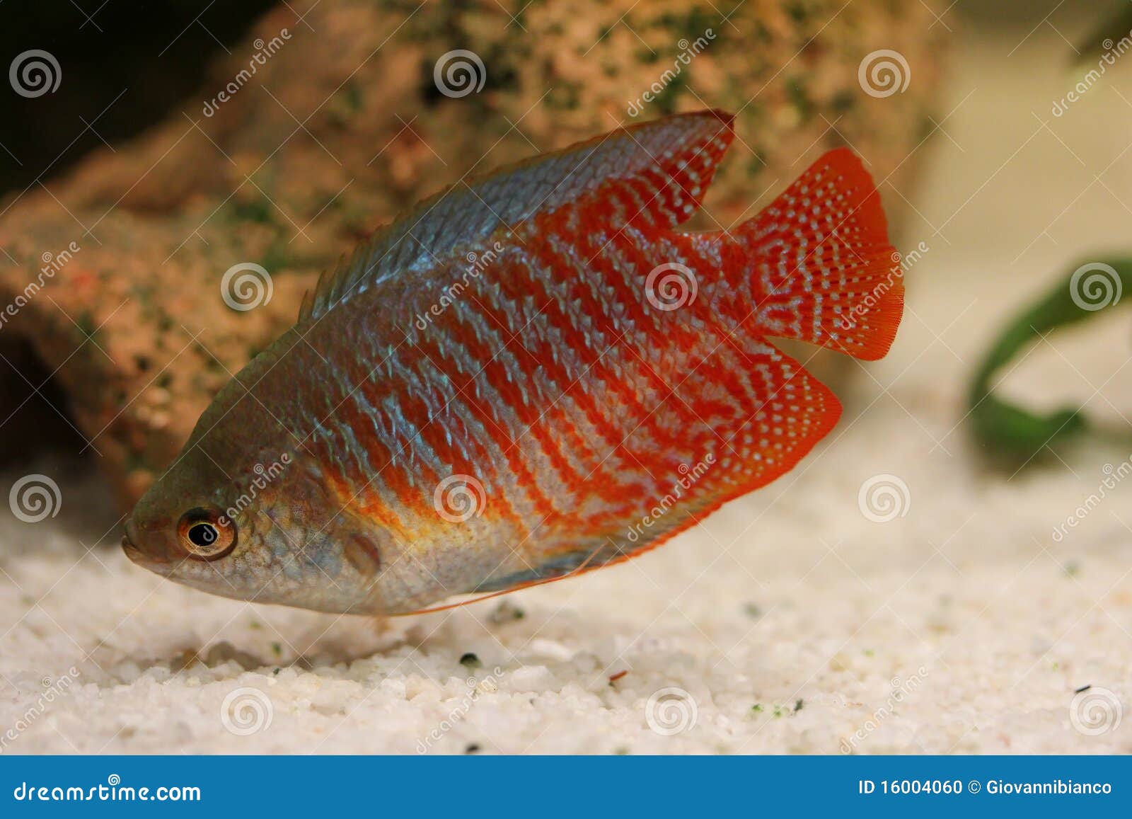 Colisa Lalia stock photo. Image of closeup, gourami, lalia - 16004060