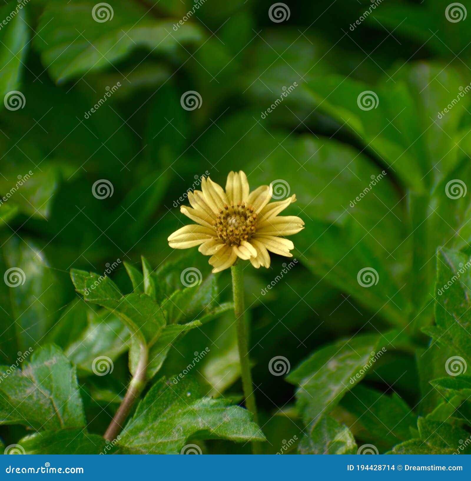 A Collaboration of Art and Nature Stock Photo - Image of wallpaper ...