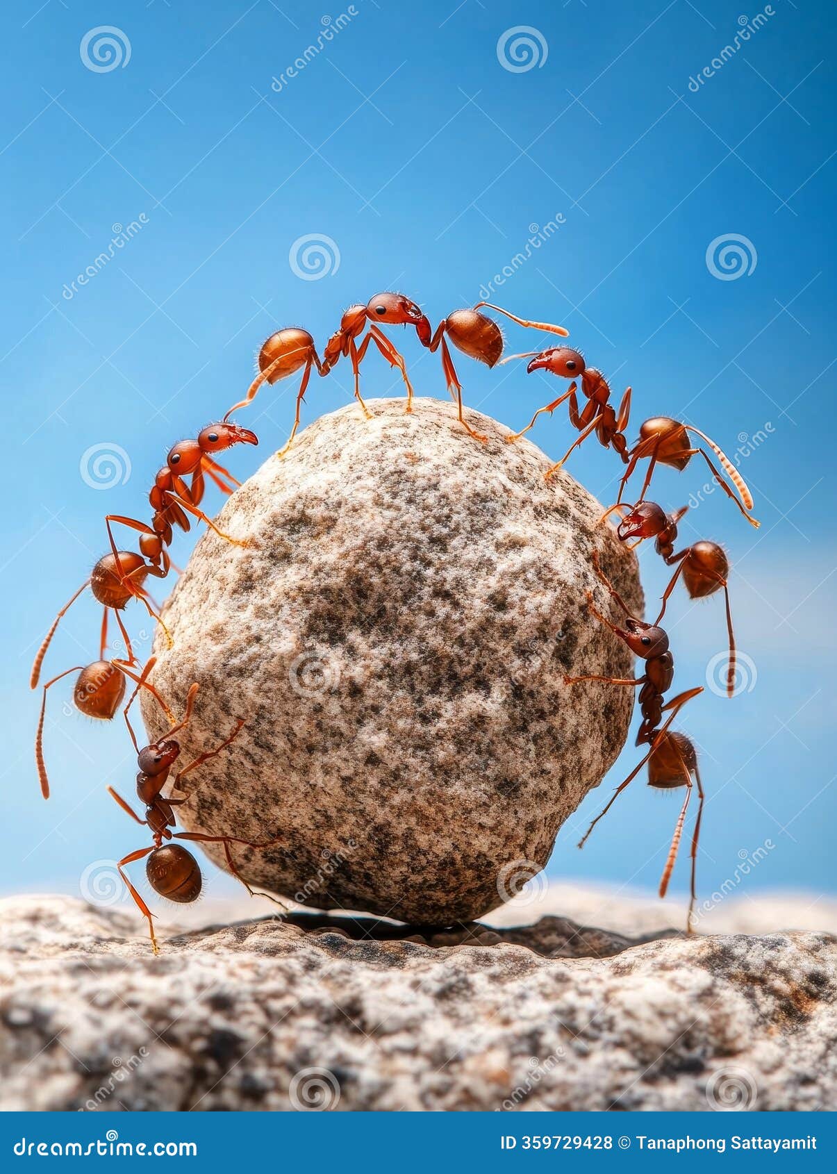 Collaborative Ants Moving A Stone Together A Striking Scene Of Teamwork ...