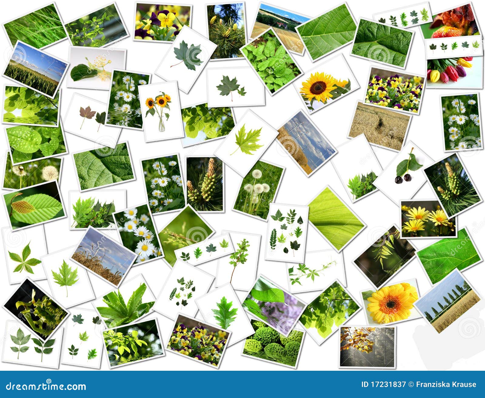 Collage stock image. Image of bloom, collage, grass, sunflower - 17231837