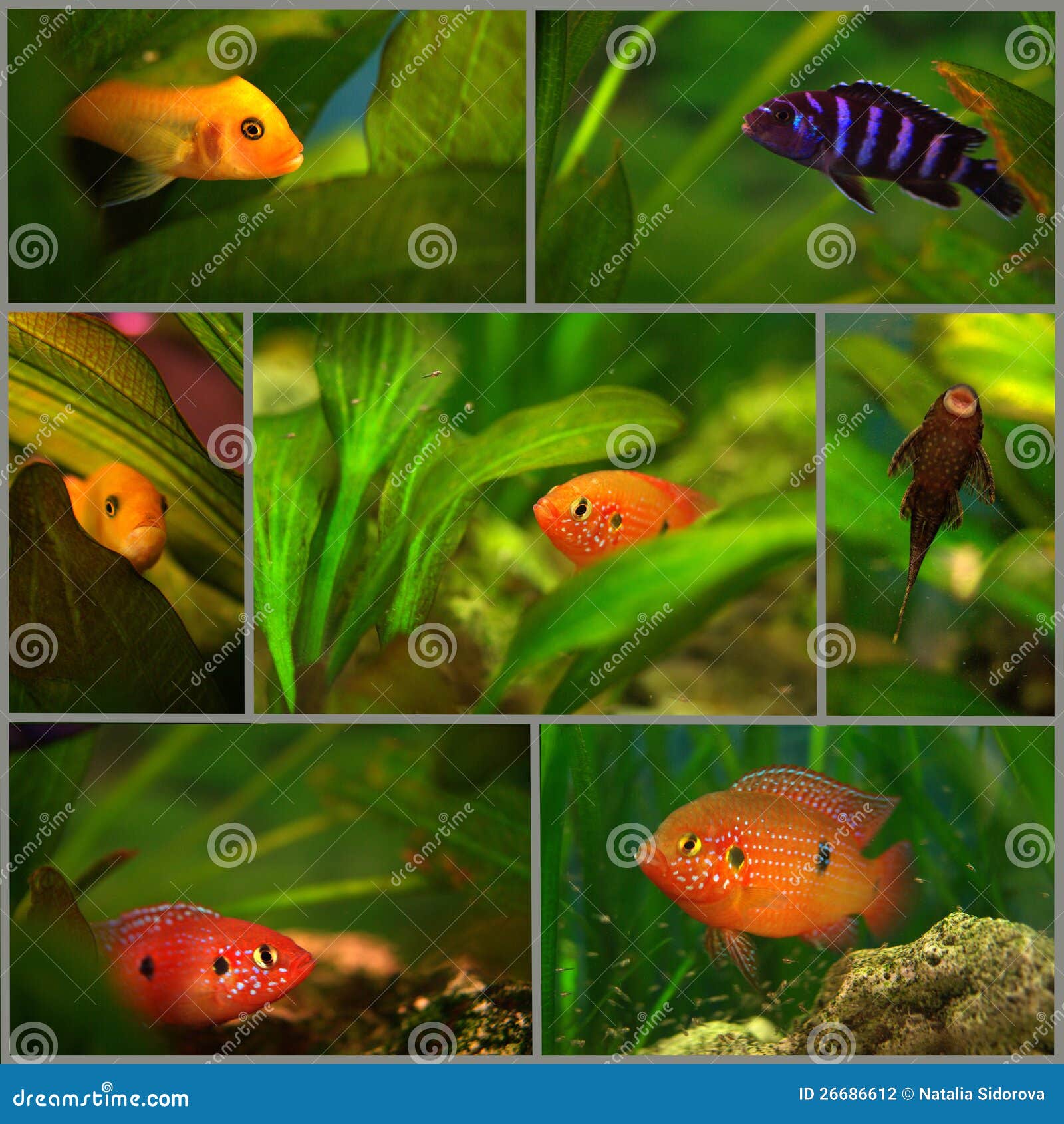 Collage: African Cichlid in the Aquarium Stock Photo - Image of ...