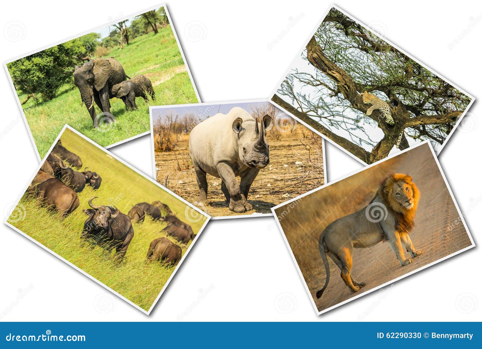 Collage Africano De La Fauna Foto de archivo - Imagen de leopardo ...