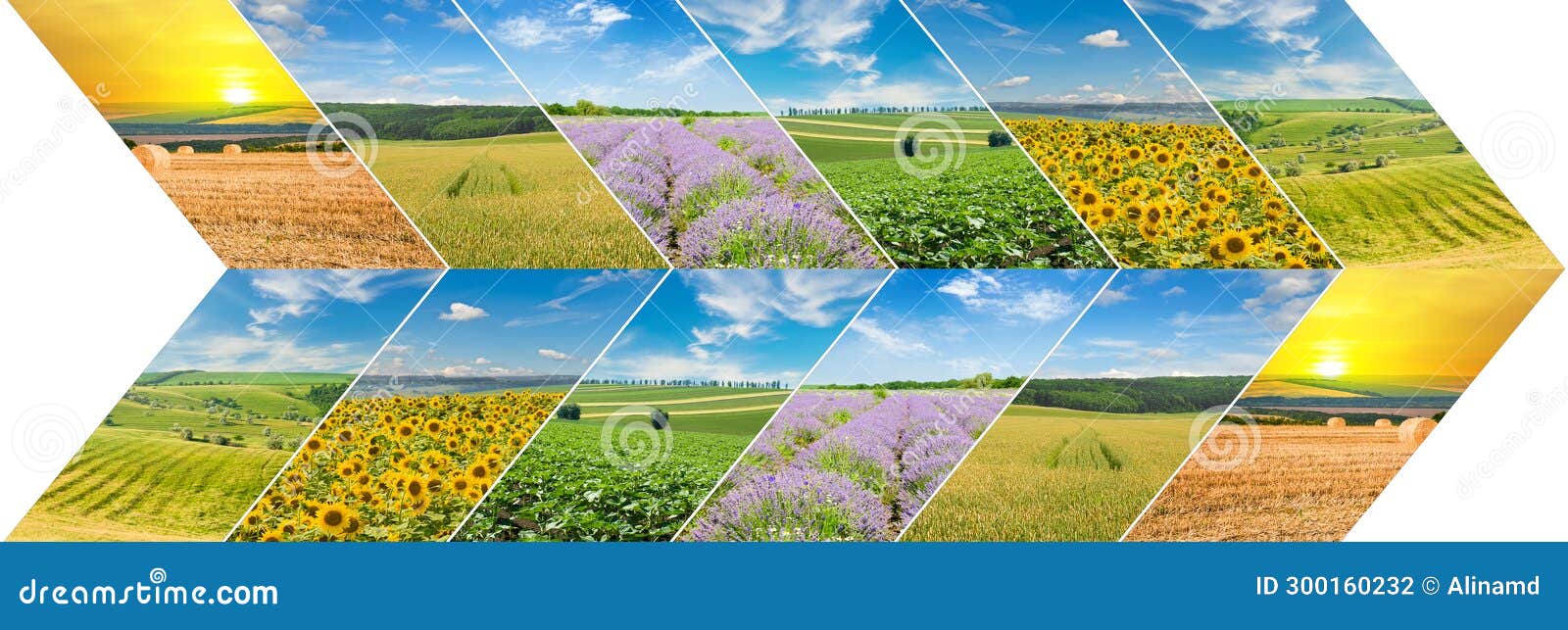 Collage of Agricultural Fields. Wide Photo Stock Photo - Image of ...