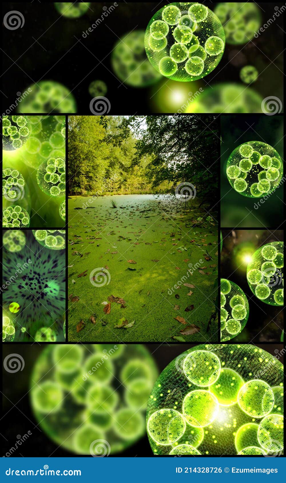 Collage Algae Cells 3D Illustration Stock Illustration - Illustration ...