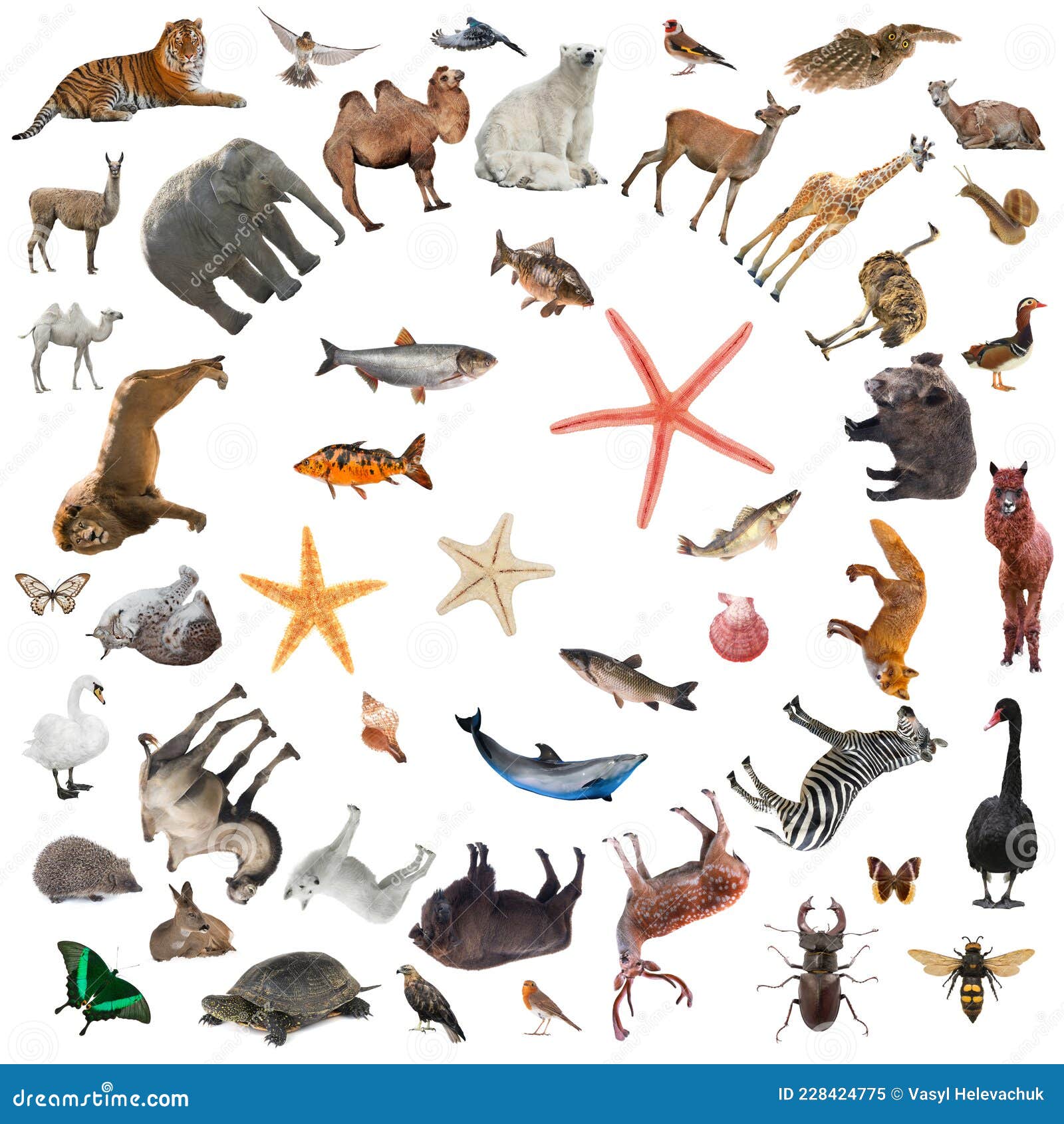 Beetle Collage Royalty-Free Stock Photo | CartoonDealer.com #20232981