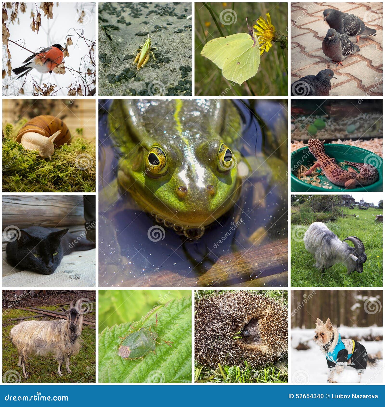 Collage with animals stock photo. Image of curled, ball - 52654340