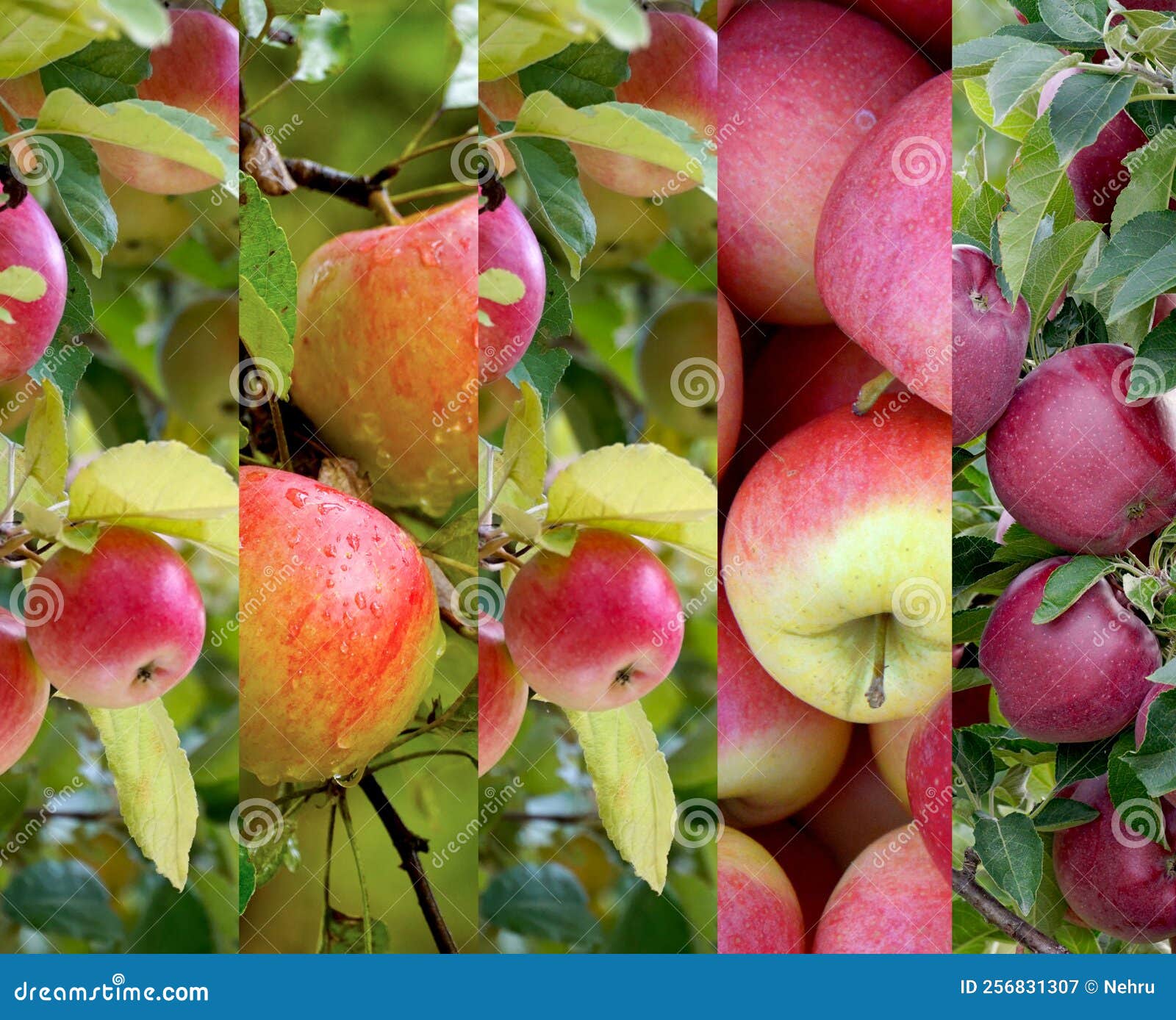 Collage from Apples on the Tree in an Orchard Stock Image - Image of ...