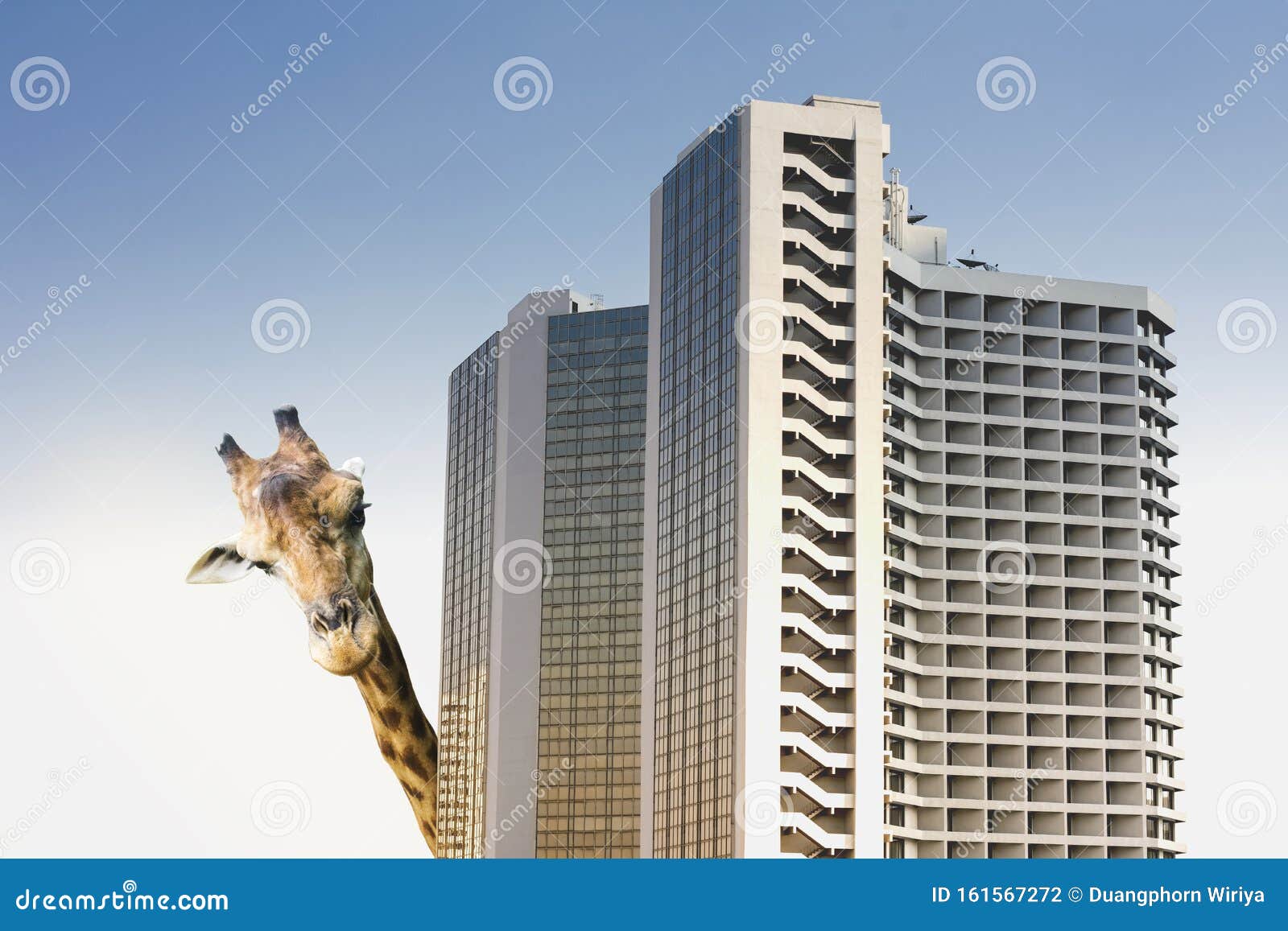 Collage Art of Giraffe Stand Hover on Skyscraper Stock Photo - Image of ...