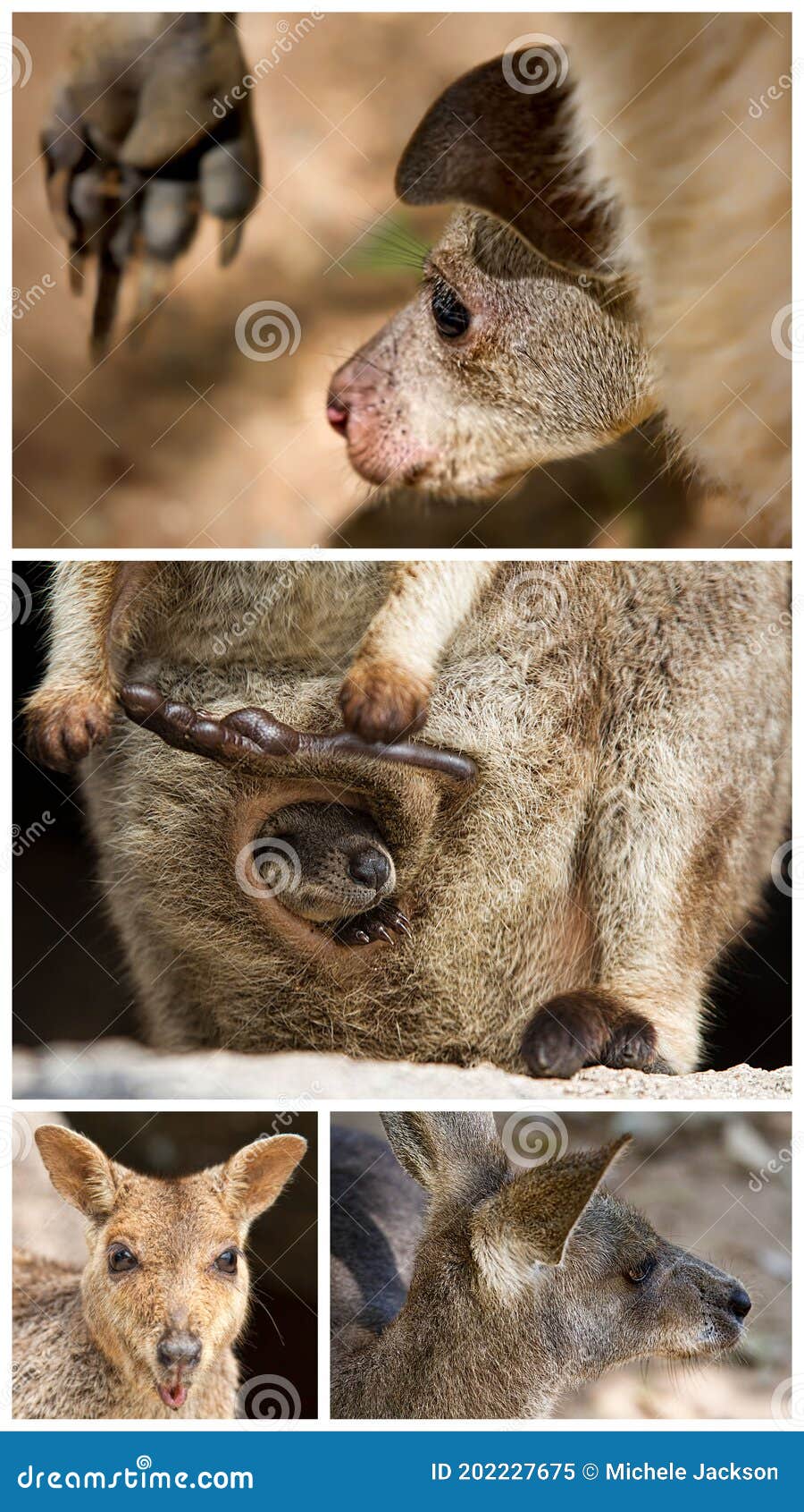 Collage Of Australian Flora And Fauna Stock Photo | CartoonDealer.com ...