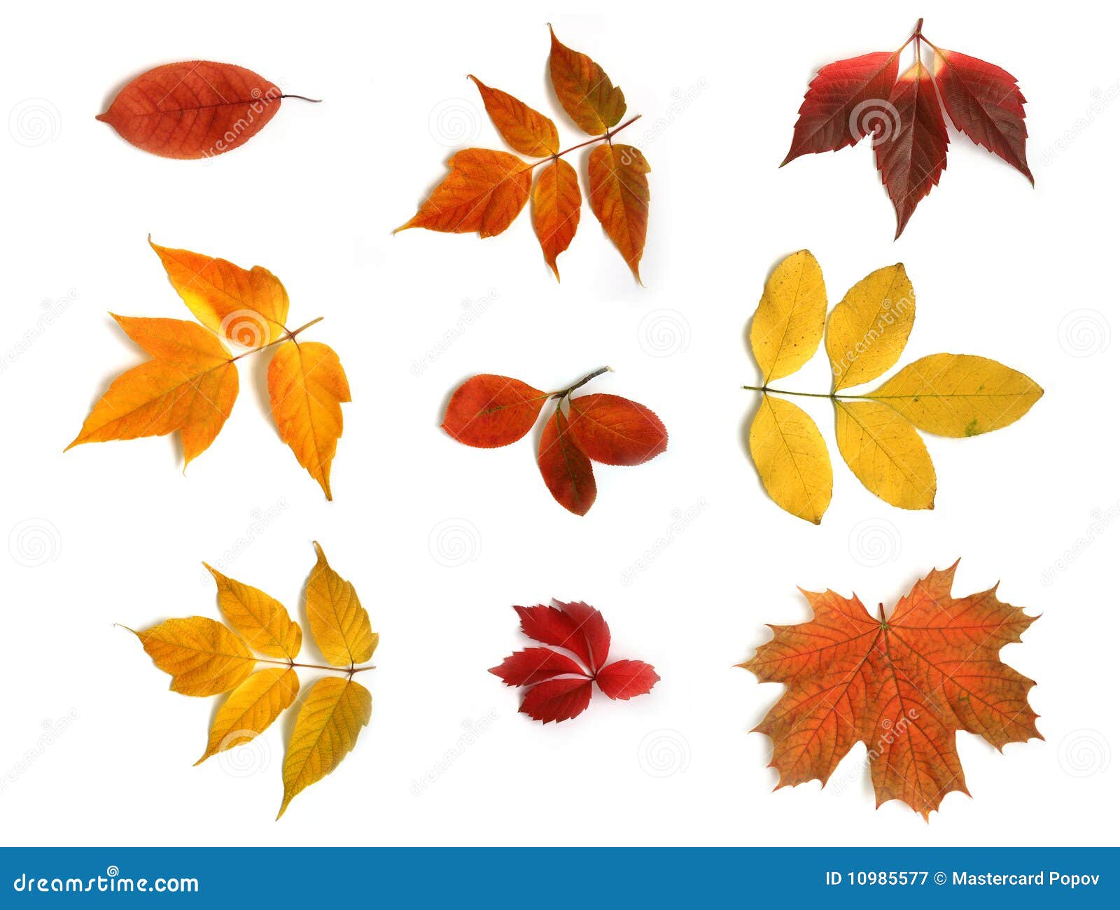 Collage from autumn leaves stock image. Image of alder - 10985577