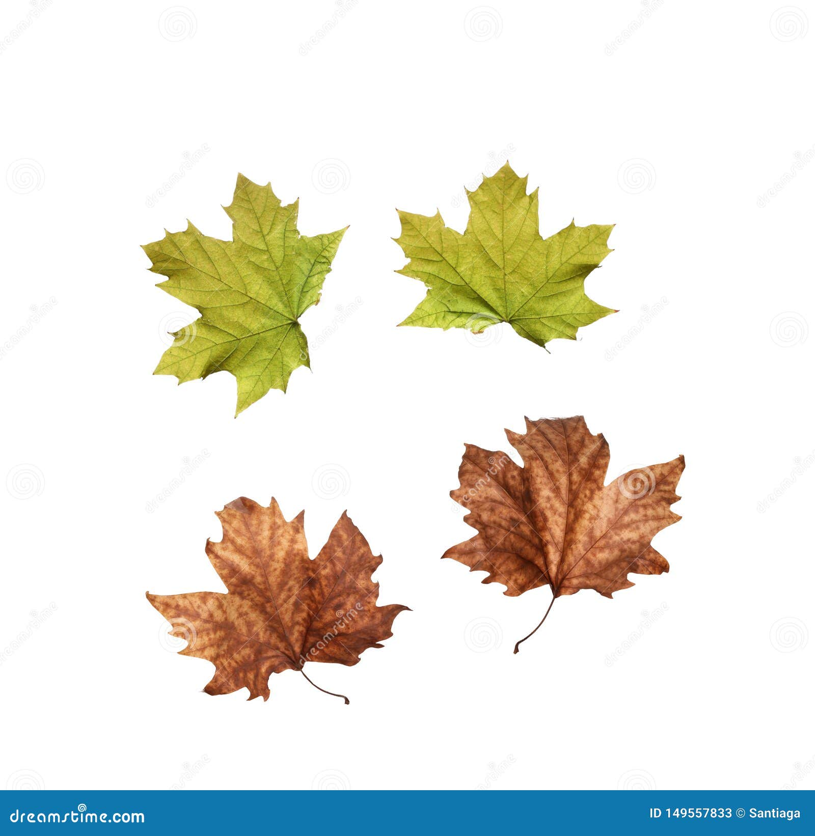 Collage Autumn Maple Leaves Isolated on White Background Stock Image ...