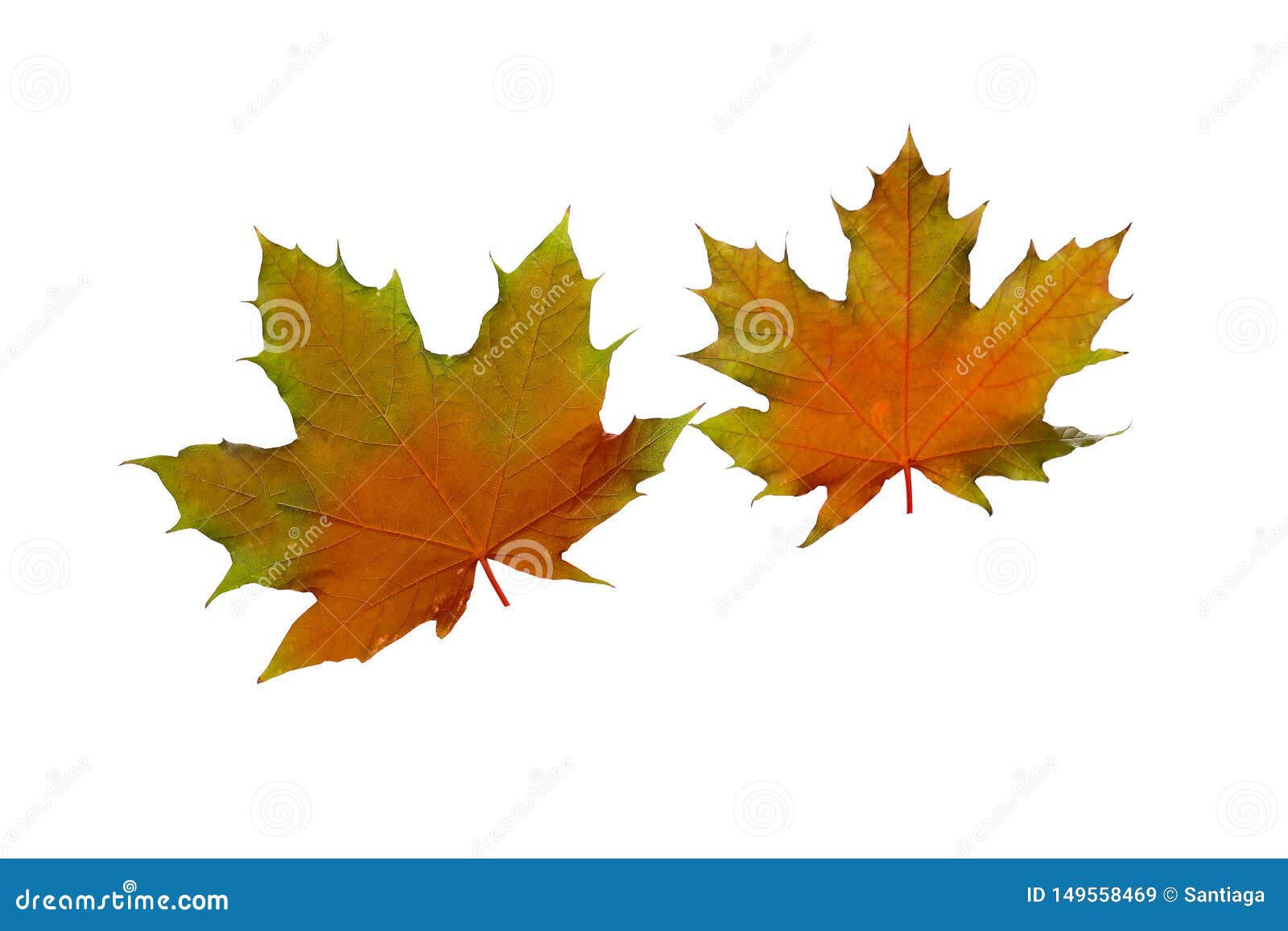 Collage Autumn Maple Leaves Isolated on White Stock Image - Image of ...