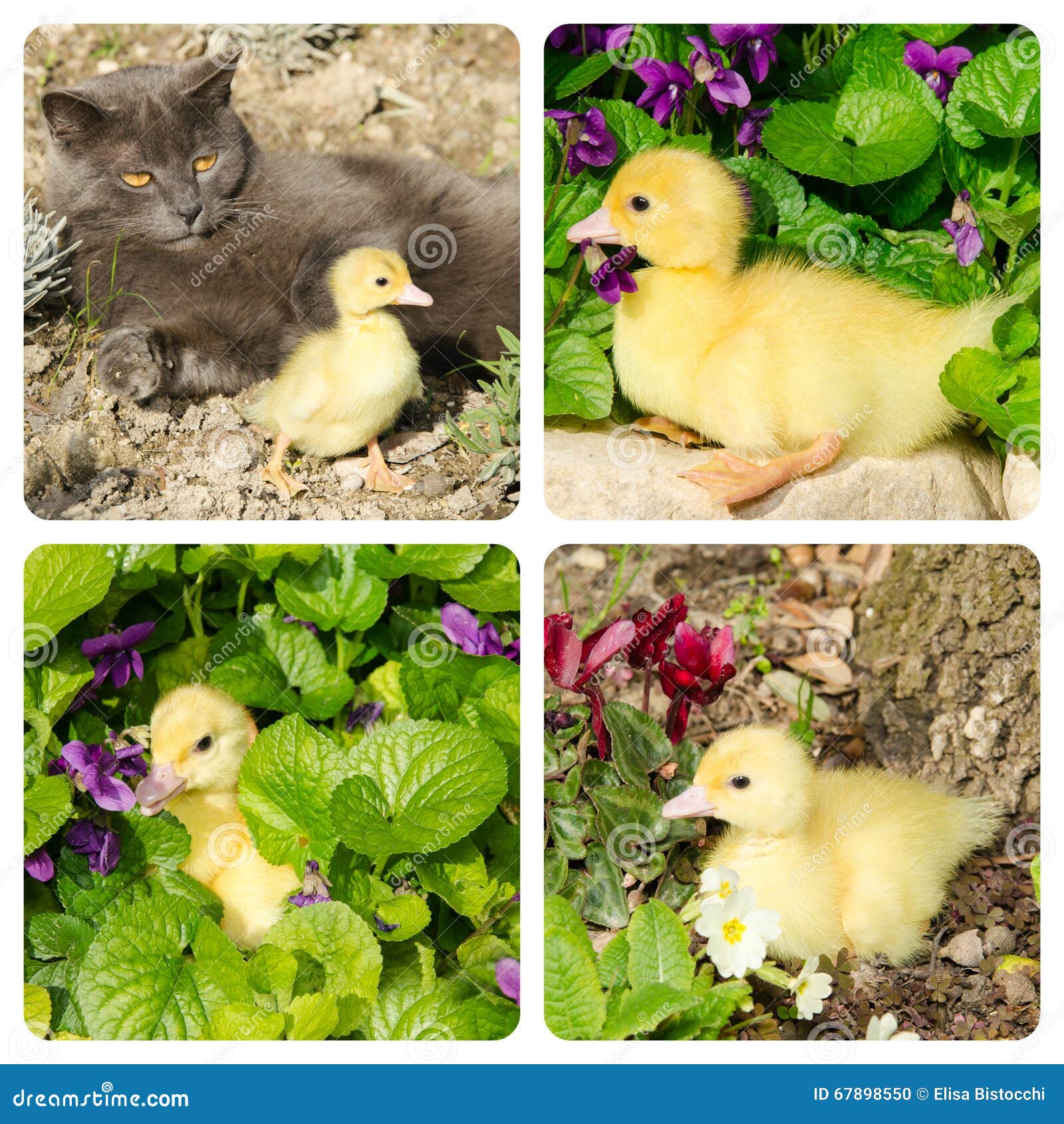 Collage with baby duck stock photo. Image of puppy, bird - 67898550