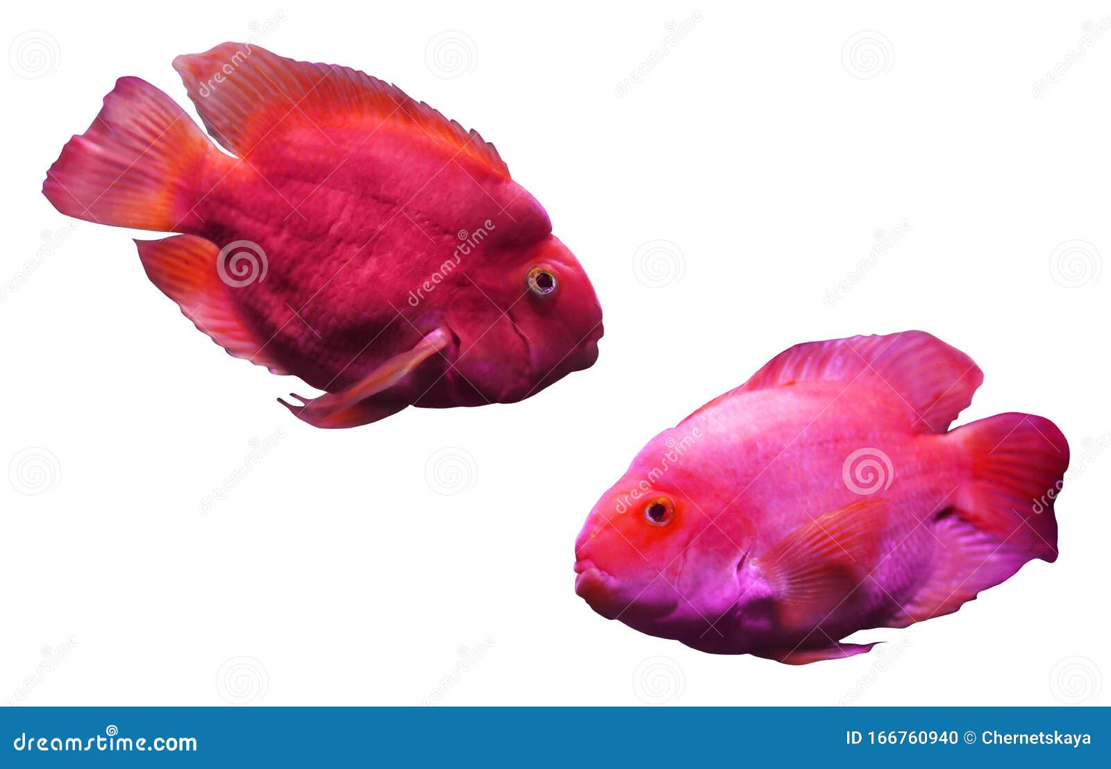 Blood Parrot Fish Royalty-Free Stock Image | CartoonDealer.com #1866346
