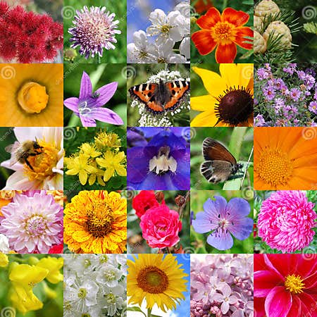 Collage from Beautiful Colours Stock Image - Image of colours, nature ...