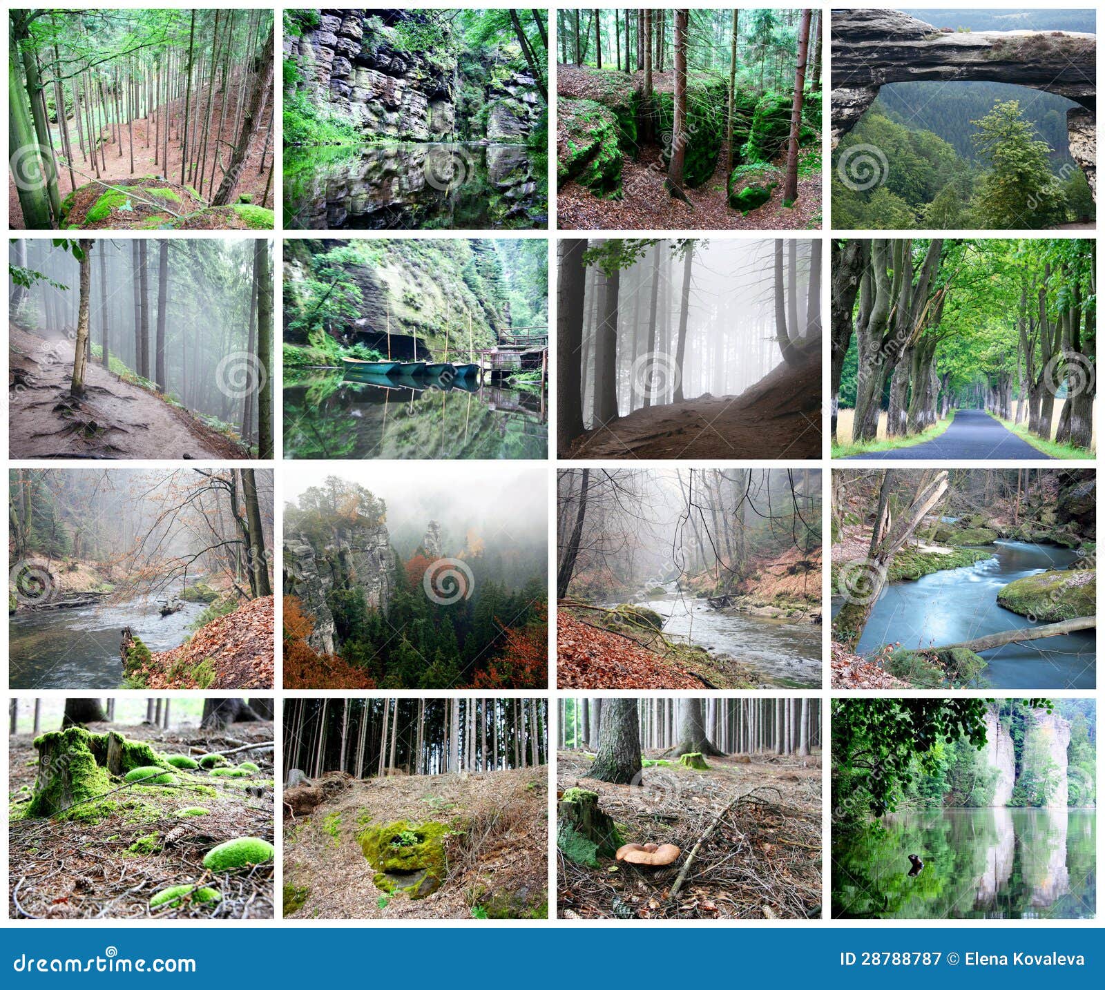 Nature Collage Forest Earth