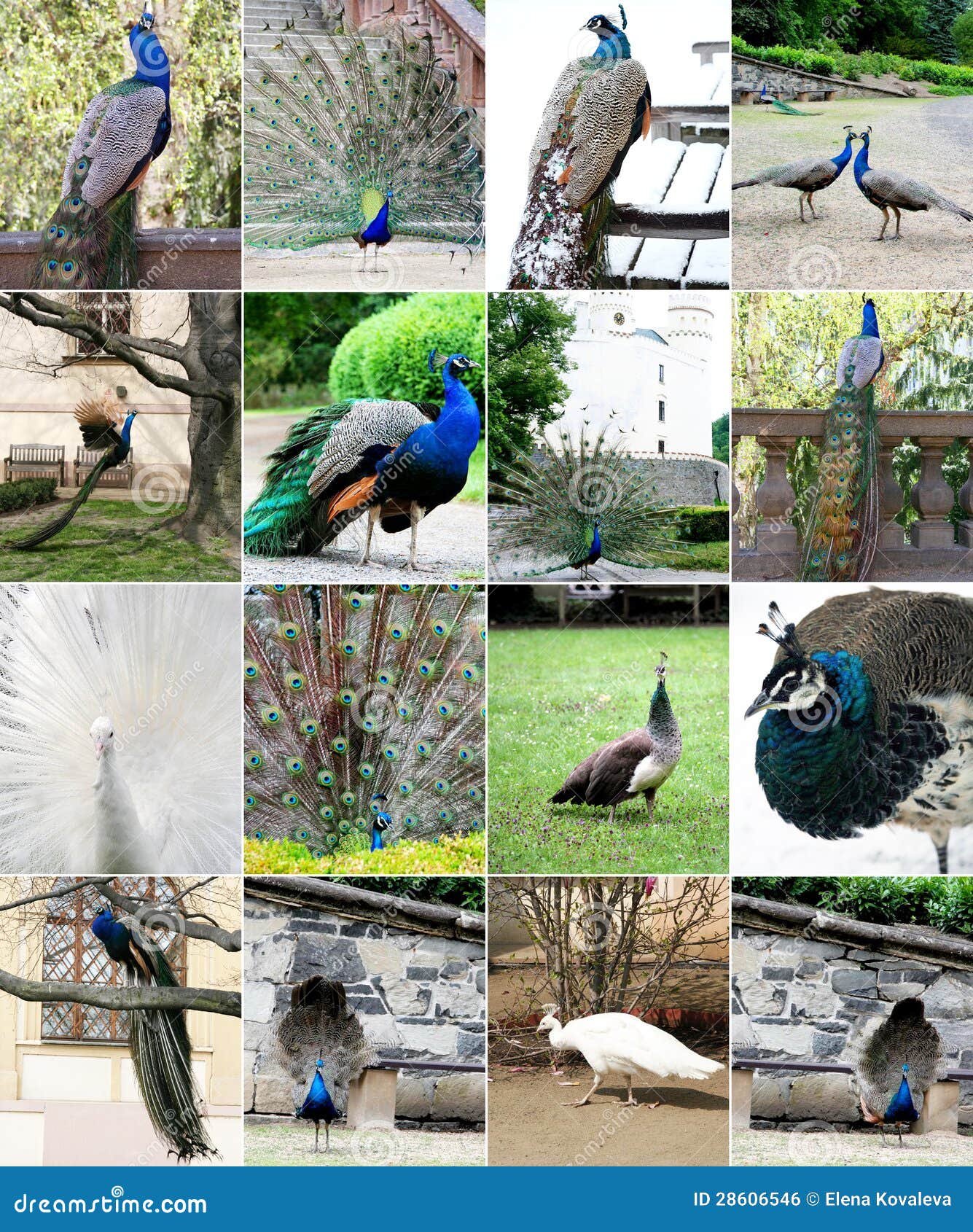 Collage of Beautiful Peacock Stock Photo - Image of colorful, beauty ...