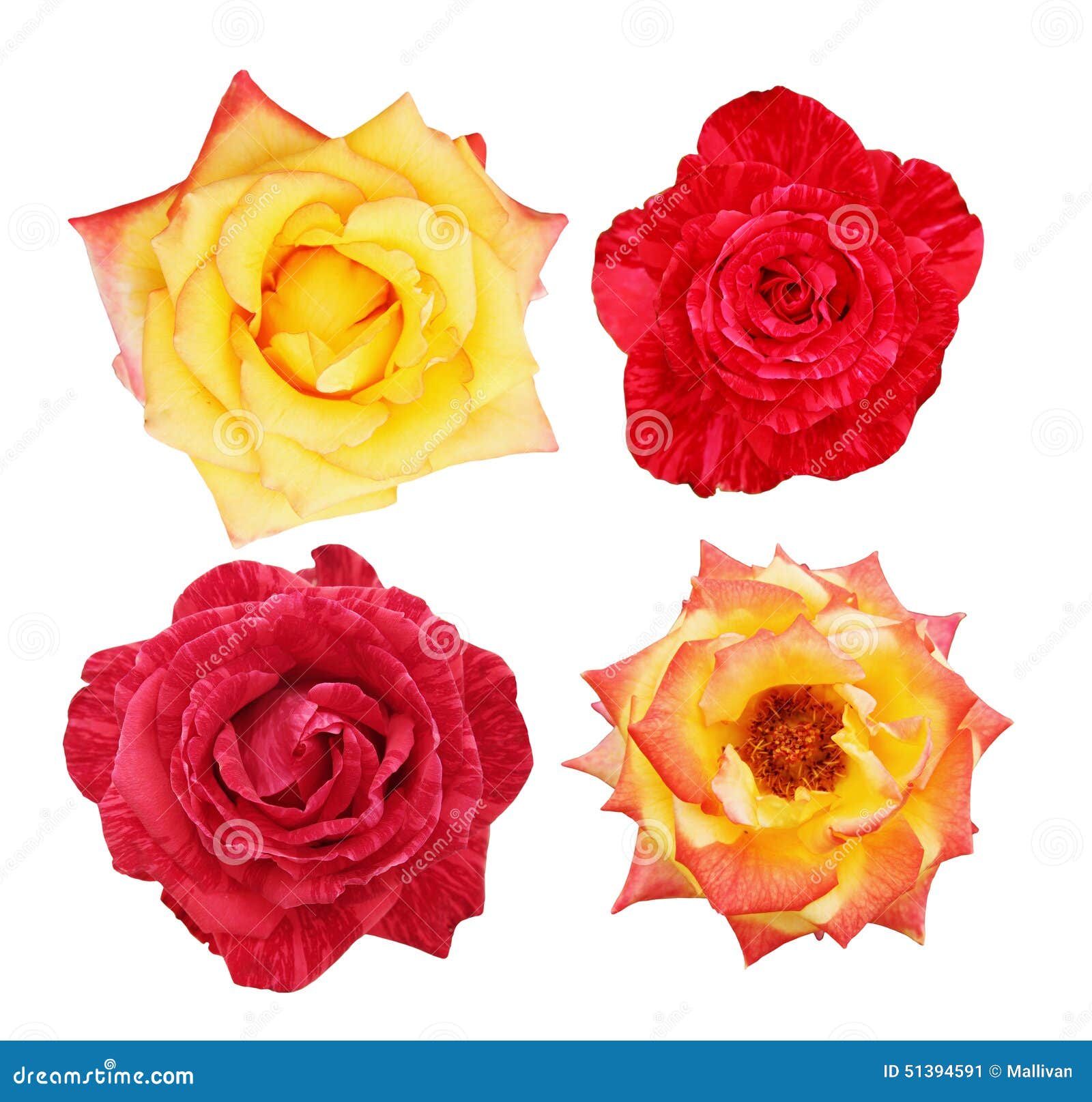 Collage of beautiful roses stock image. Image of arrangement - 51394591