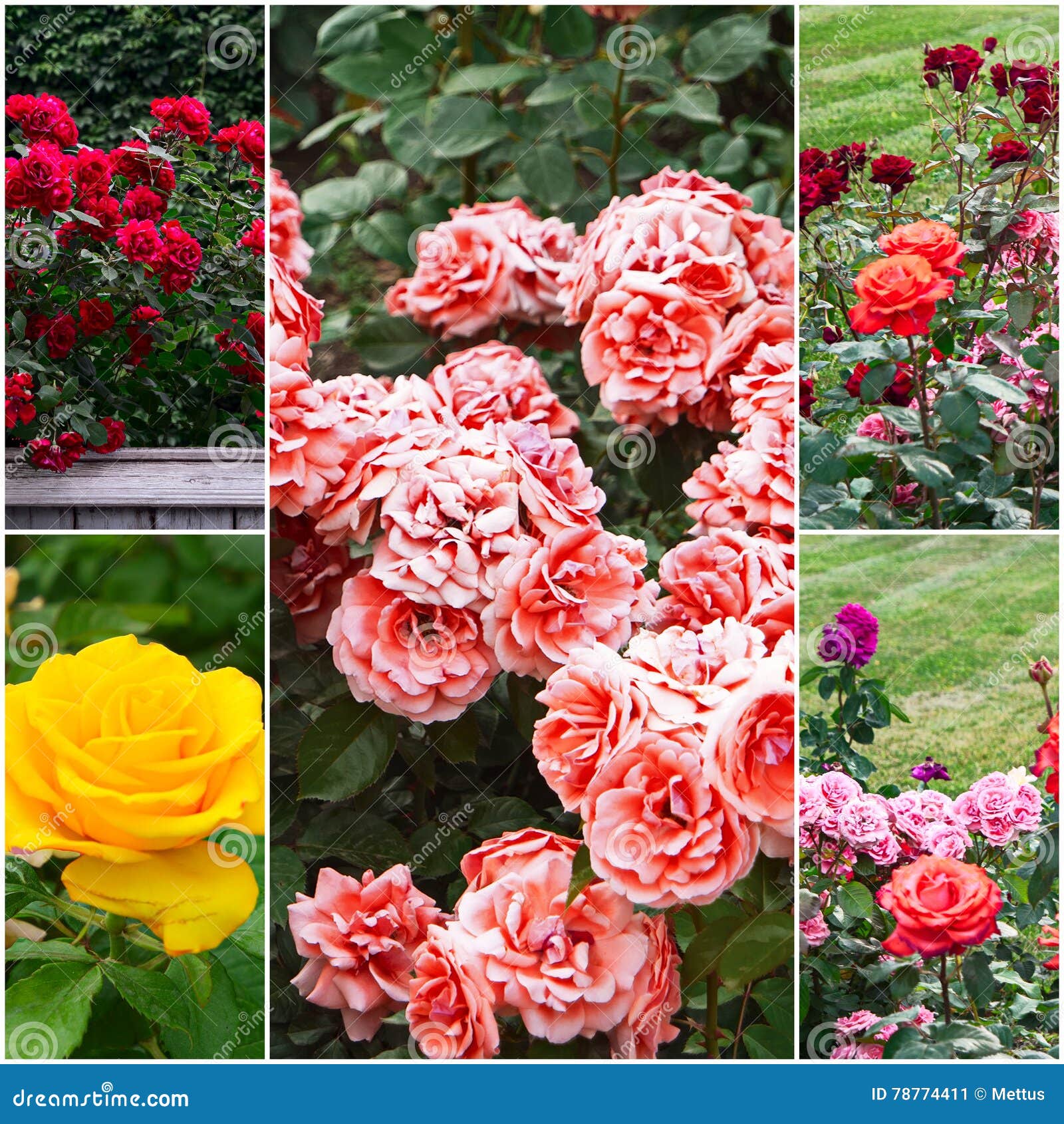 Collage of Beautiful Roses in Garden Set of Colorized Images Stock ...