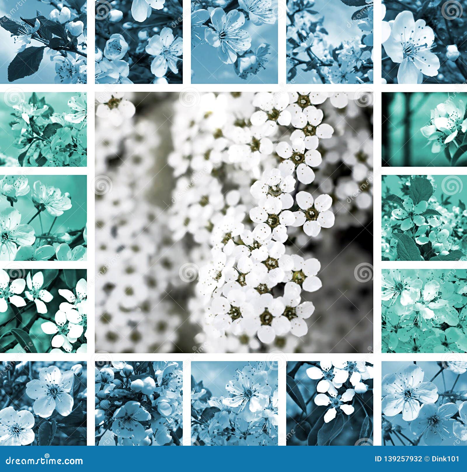 Collage of Beautiful Spring Flowering Trees Stock Photo - Image of ...