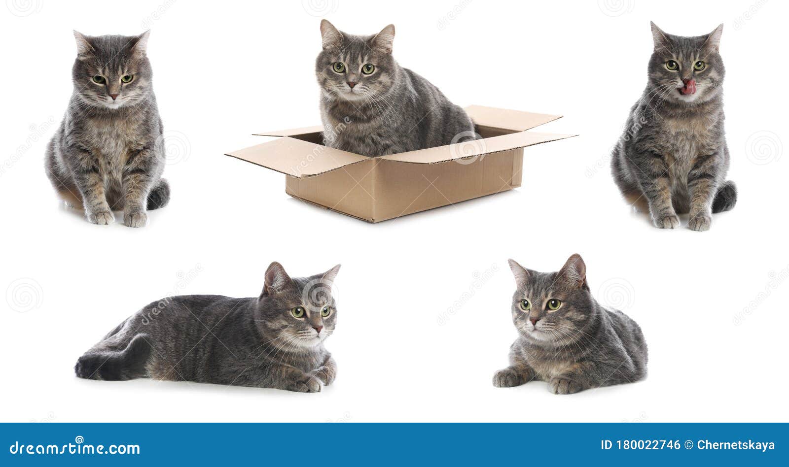 Collage of Beautiful Tabby Cat on Background Liebling Stockfoto - Bild ...