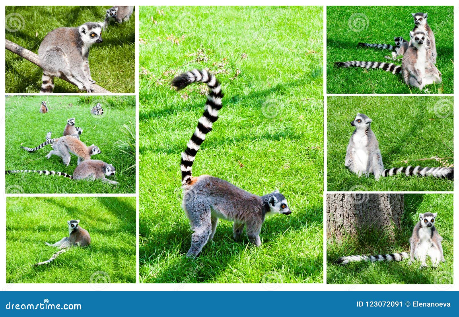 Collage of Beautigul Ring Tailed Lemurs. Stock Image - Image of park ...