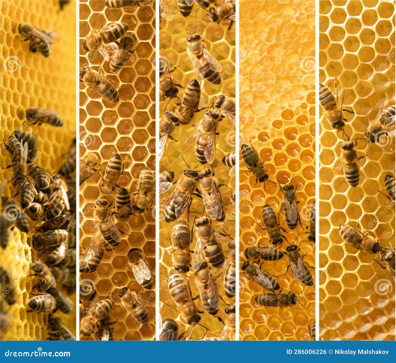 Collage of Bees on Honeycombs, a Set of Photos from Beekeeping. Stock ...