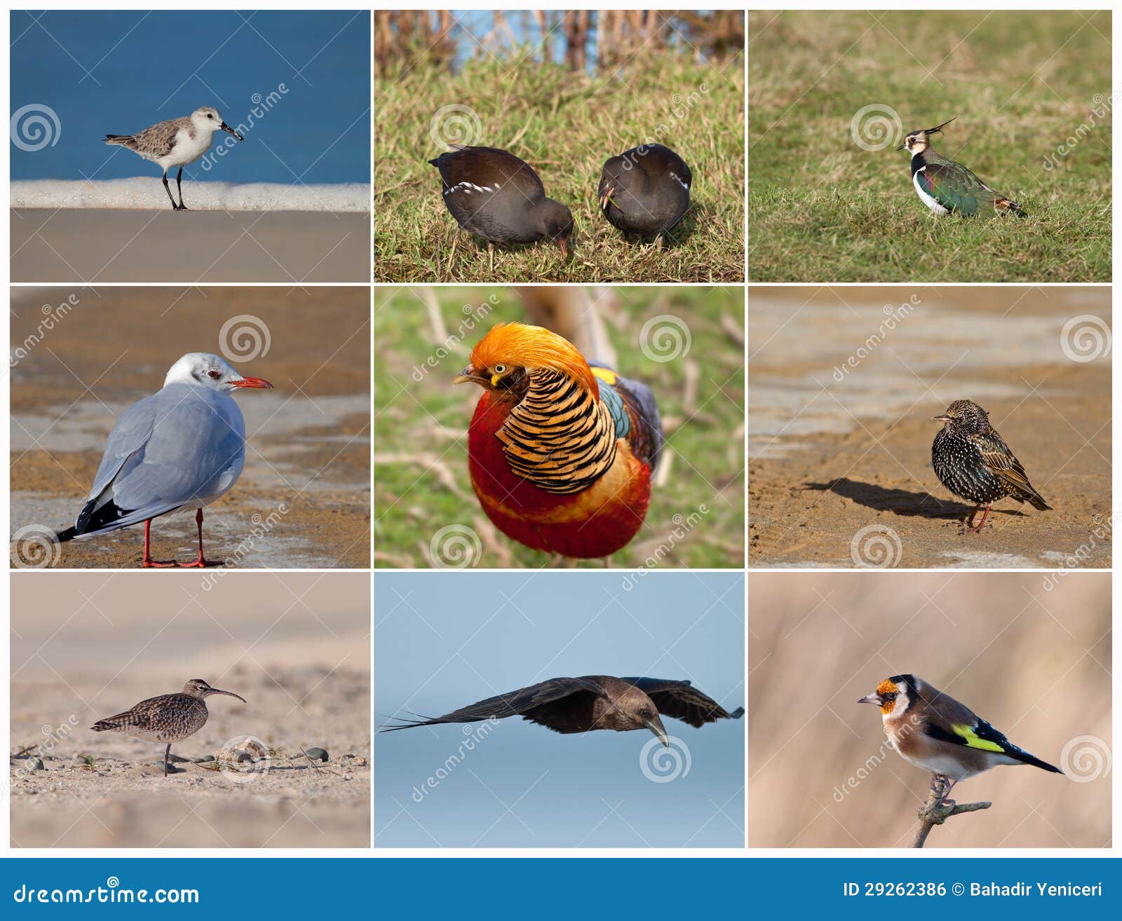 Collage with Birds stock photo. Image of cover, pheasant - 29262386