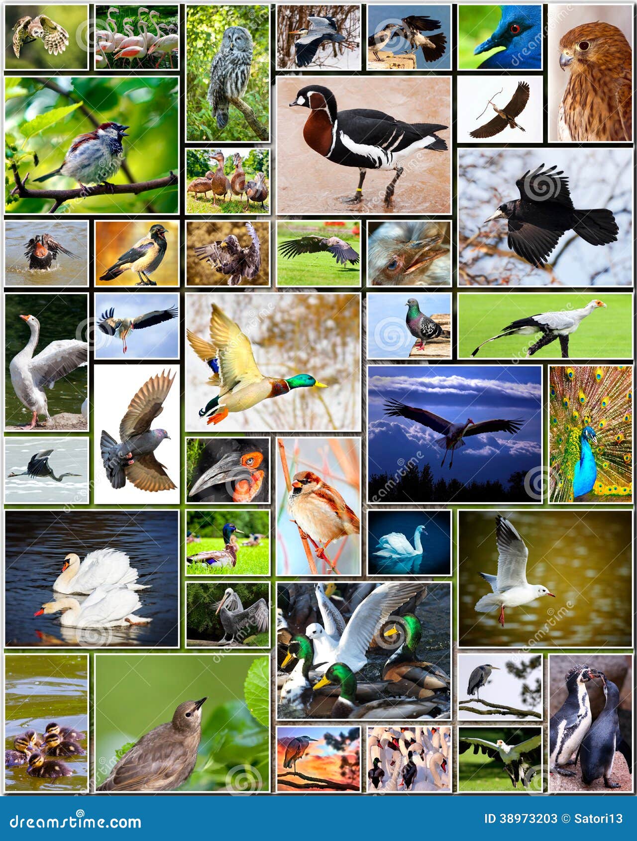 Collage of birds stock image. Image of garden, dove, hornbill - 38973203