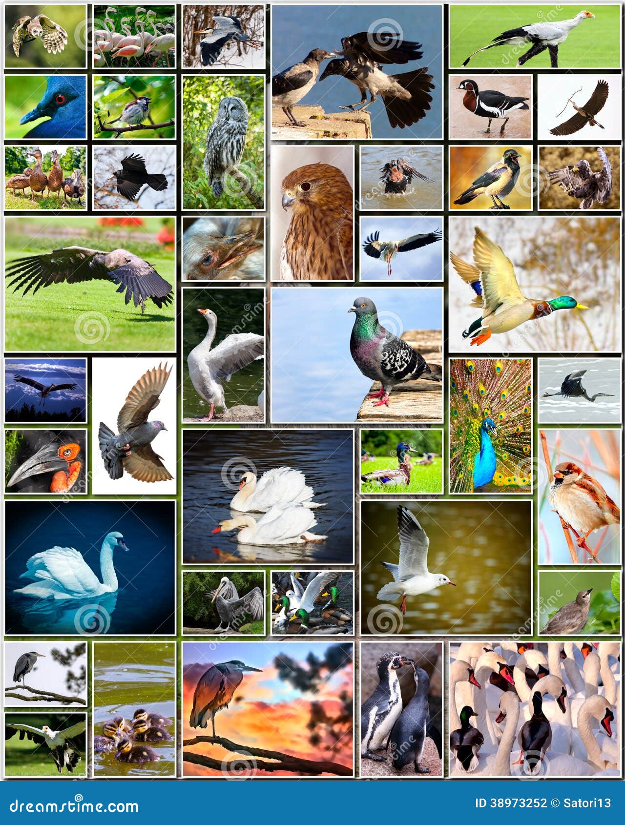 Collage of birds stock photo. Image of hawk, garden, collection - 38973252