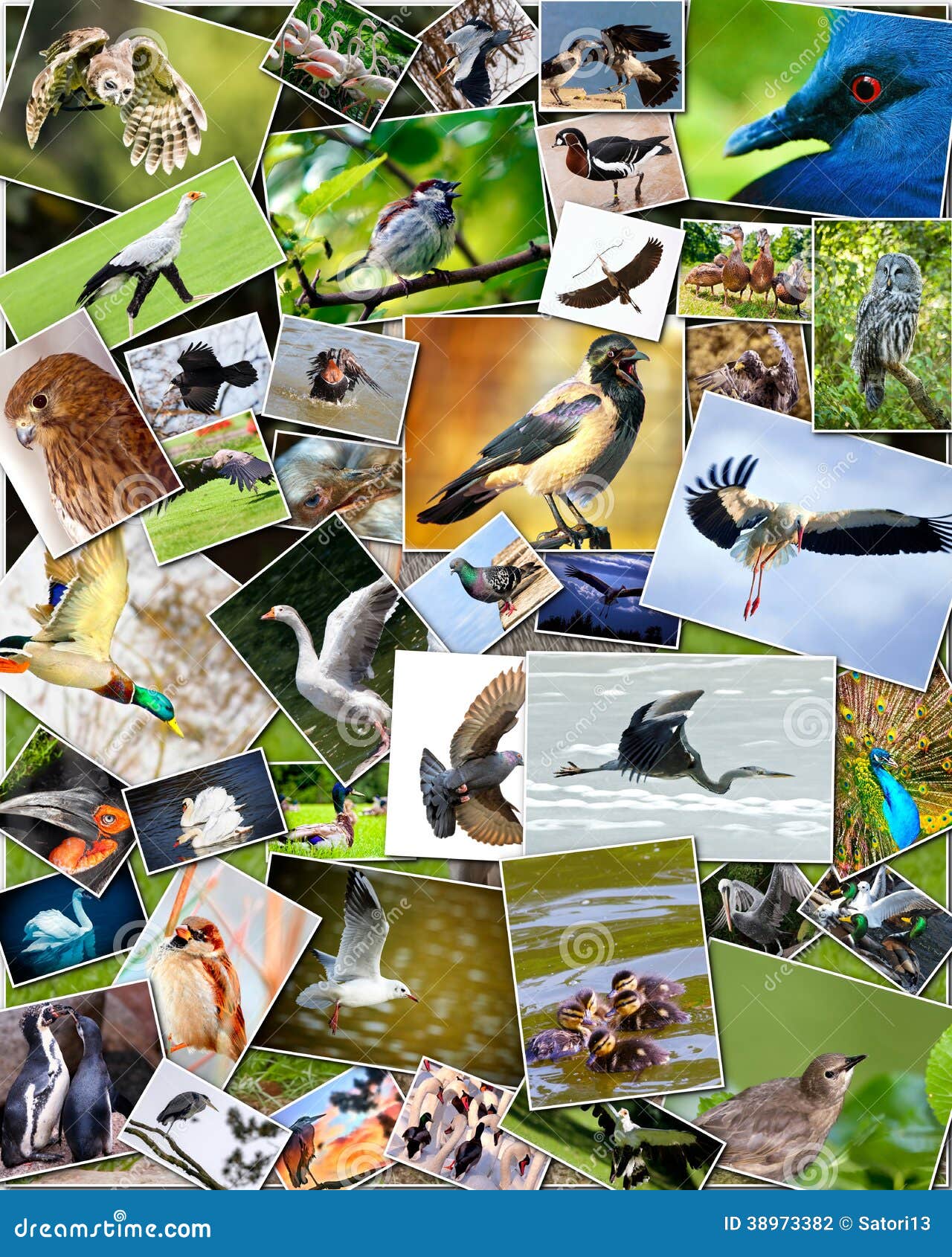 Collage of birds stock photo. Image of pigeon, animal - 38973382