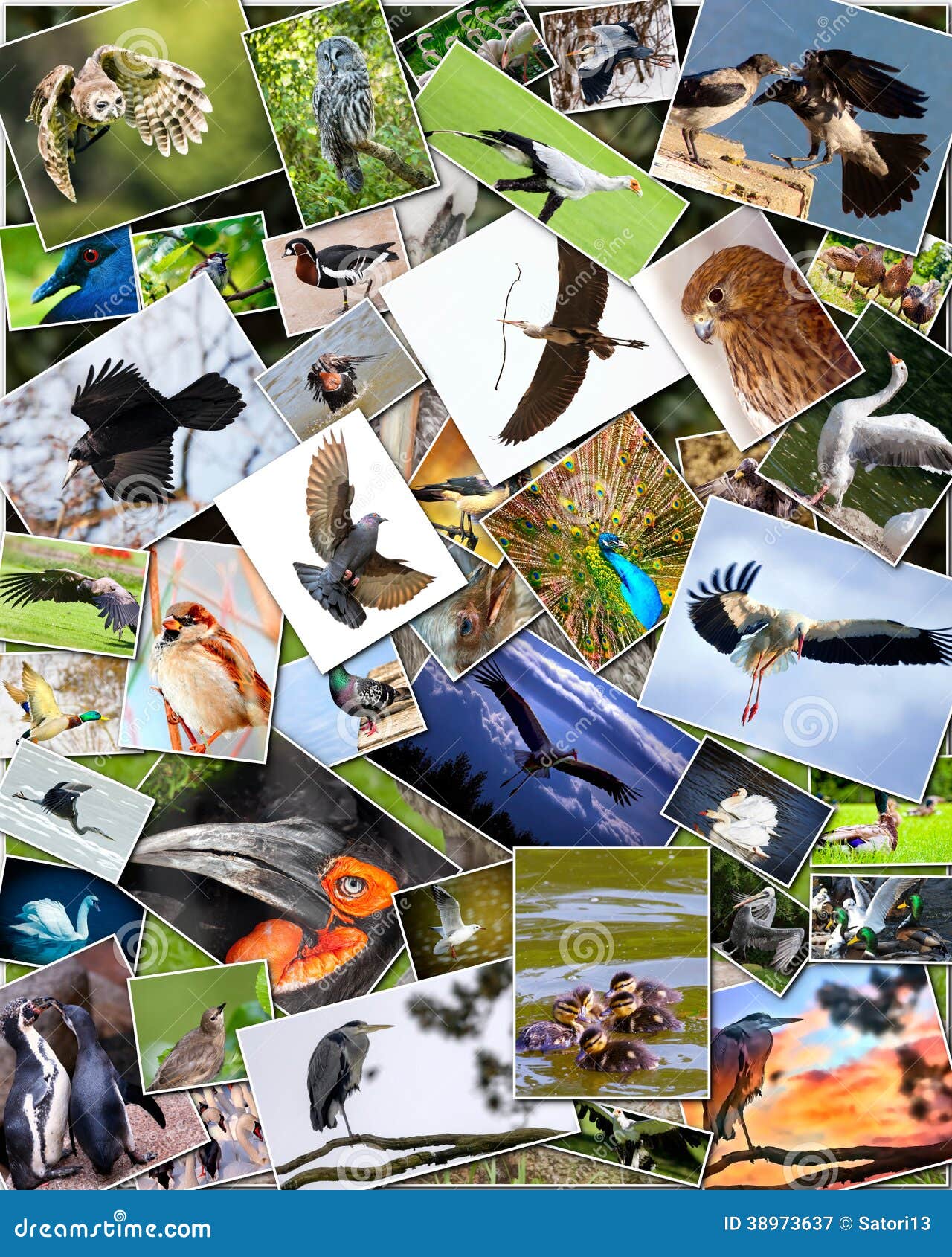 Collage of birds stock image. Image of stork, species - 38973637