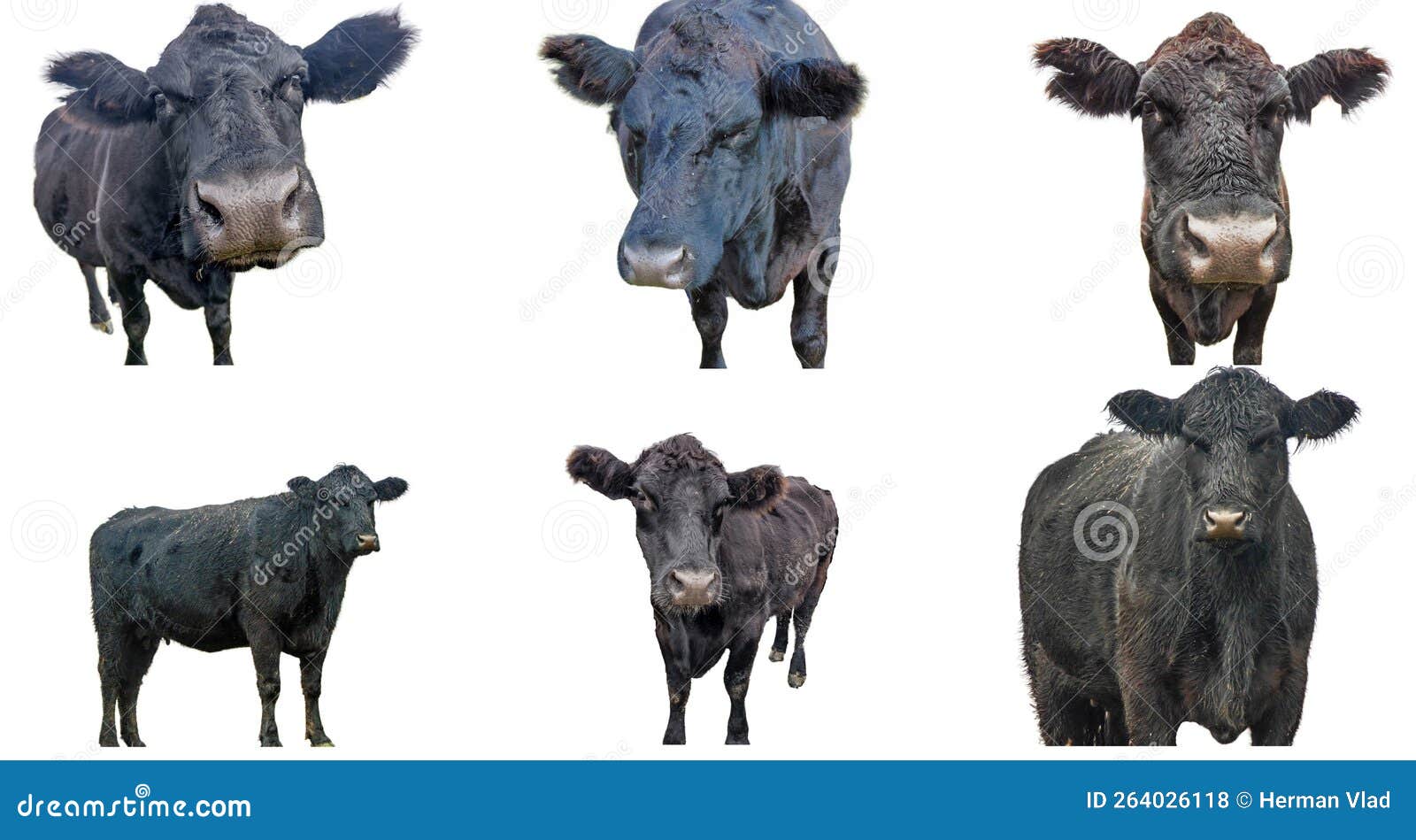 Collage with Black Angus Cows Isolated on White Stock Photo - Image of ...