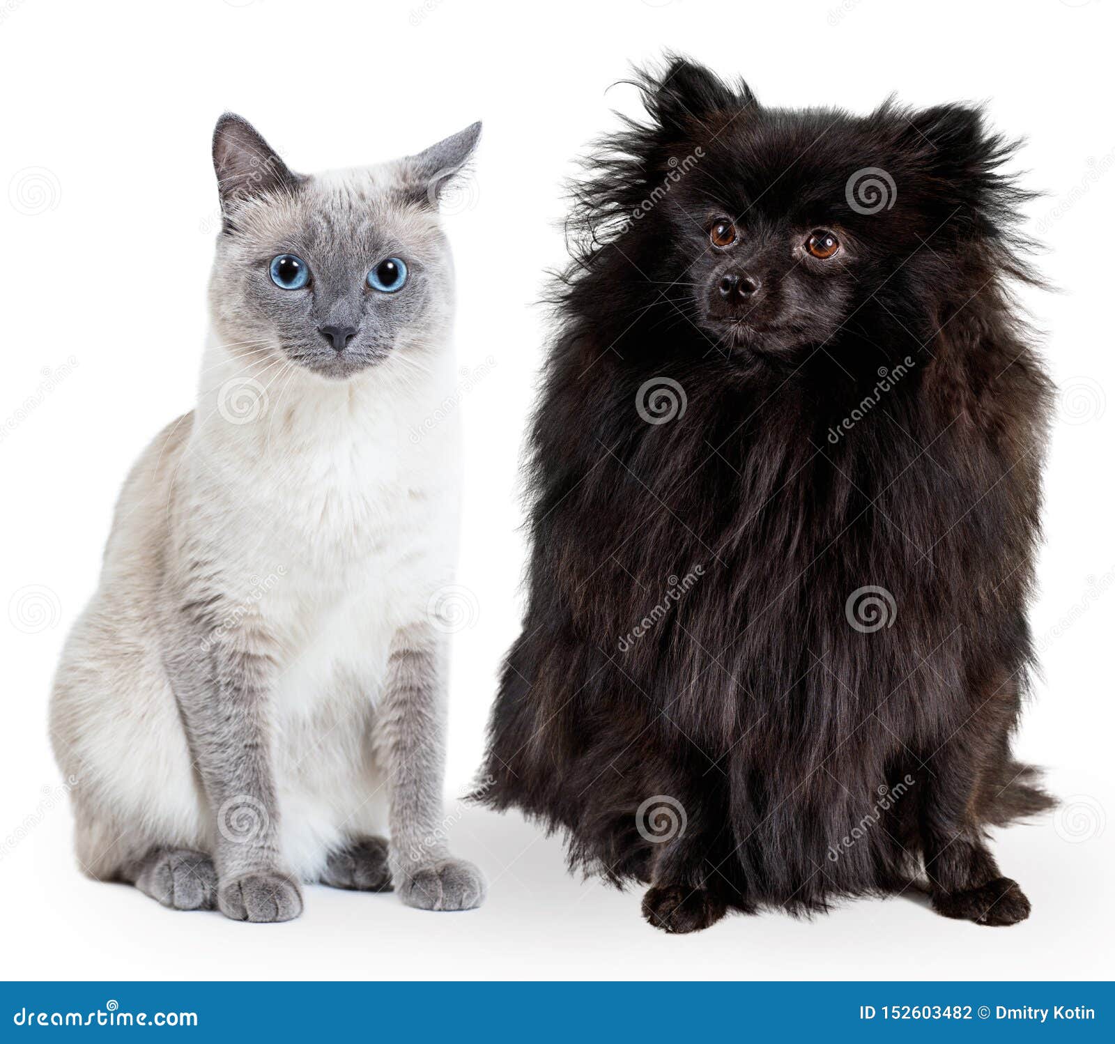 Collage of Black German Spitz and Blue-point Thai Cat. Stock Photo ...