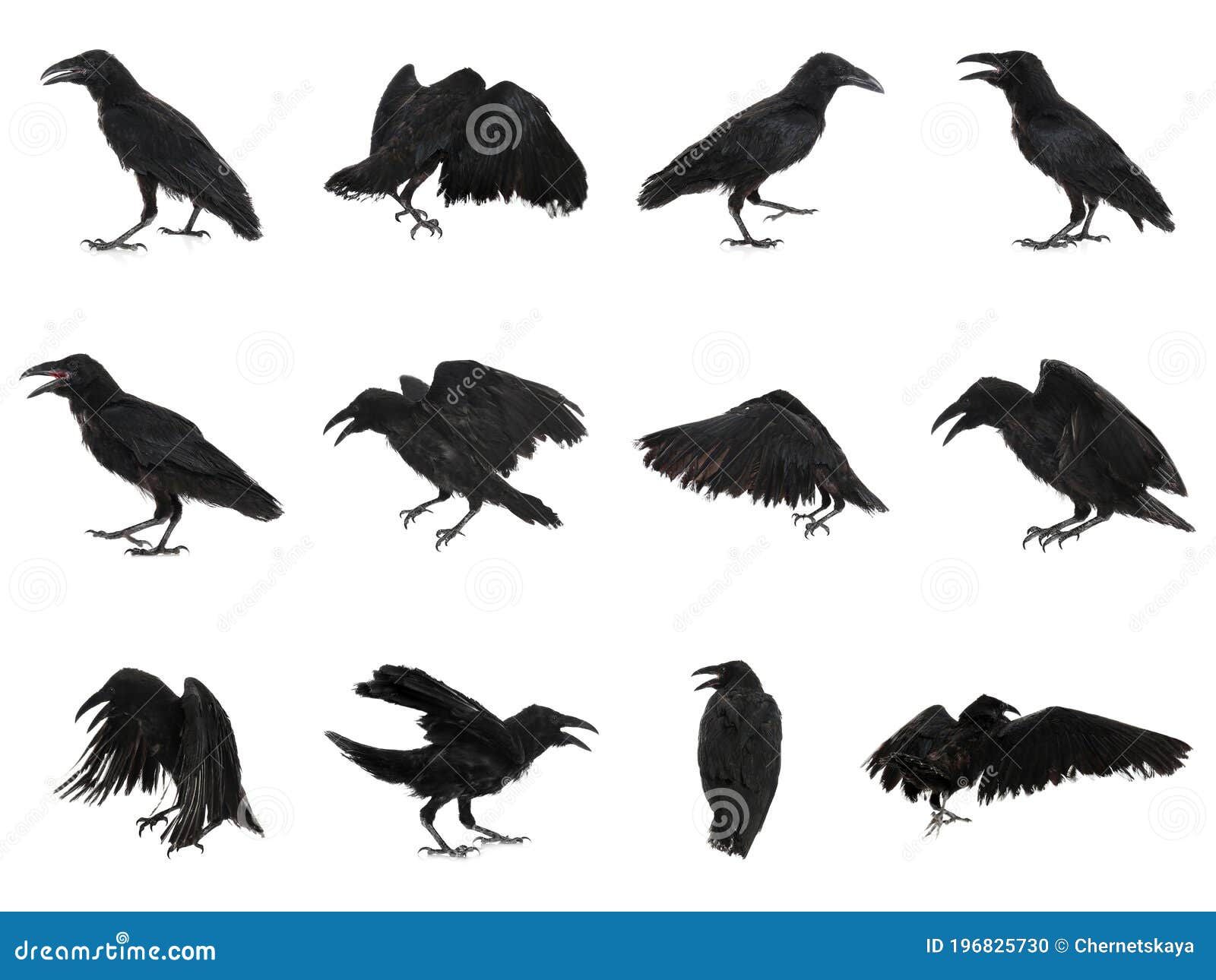 Collage with Black Ravens on White Background Stock Photo - Image of ...
