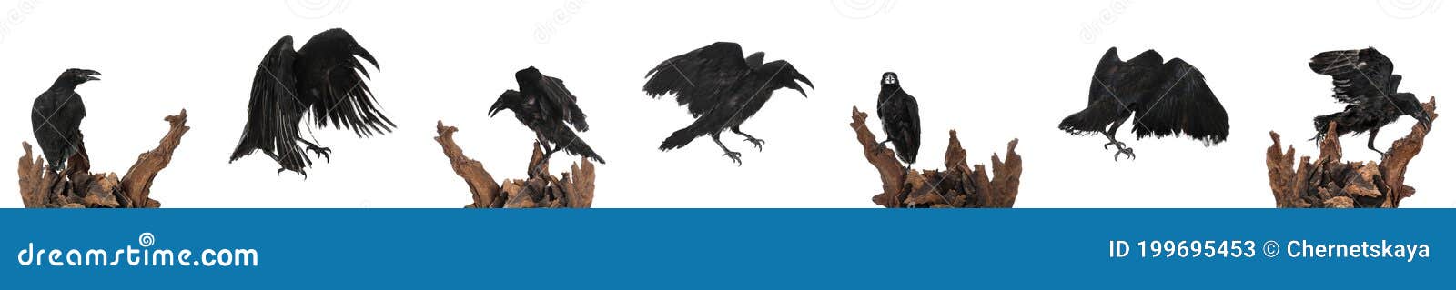Collage with Black Ravens on White Background. Banner Design Stock ...