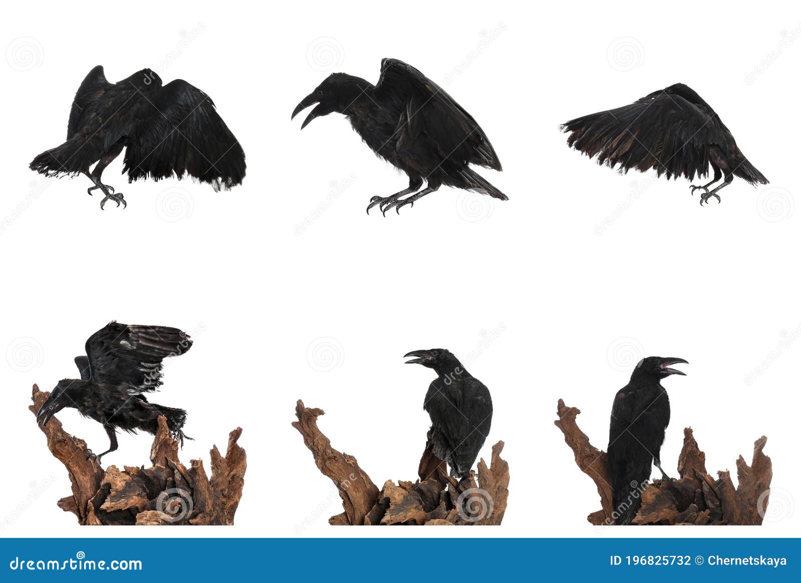 Collage with Black Ravens on White Background Stock Photo - Image of ...