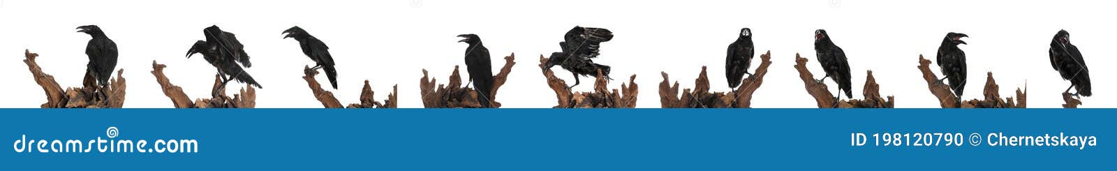 Collage with Black Ravens on White. Banner Design Stock Photo - Image ...