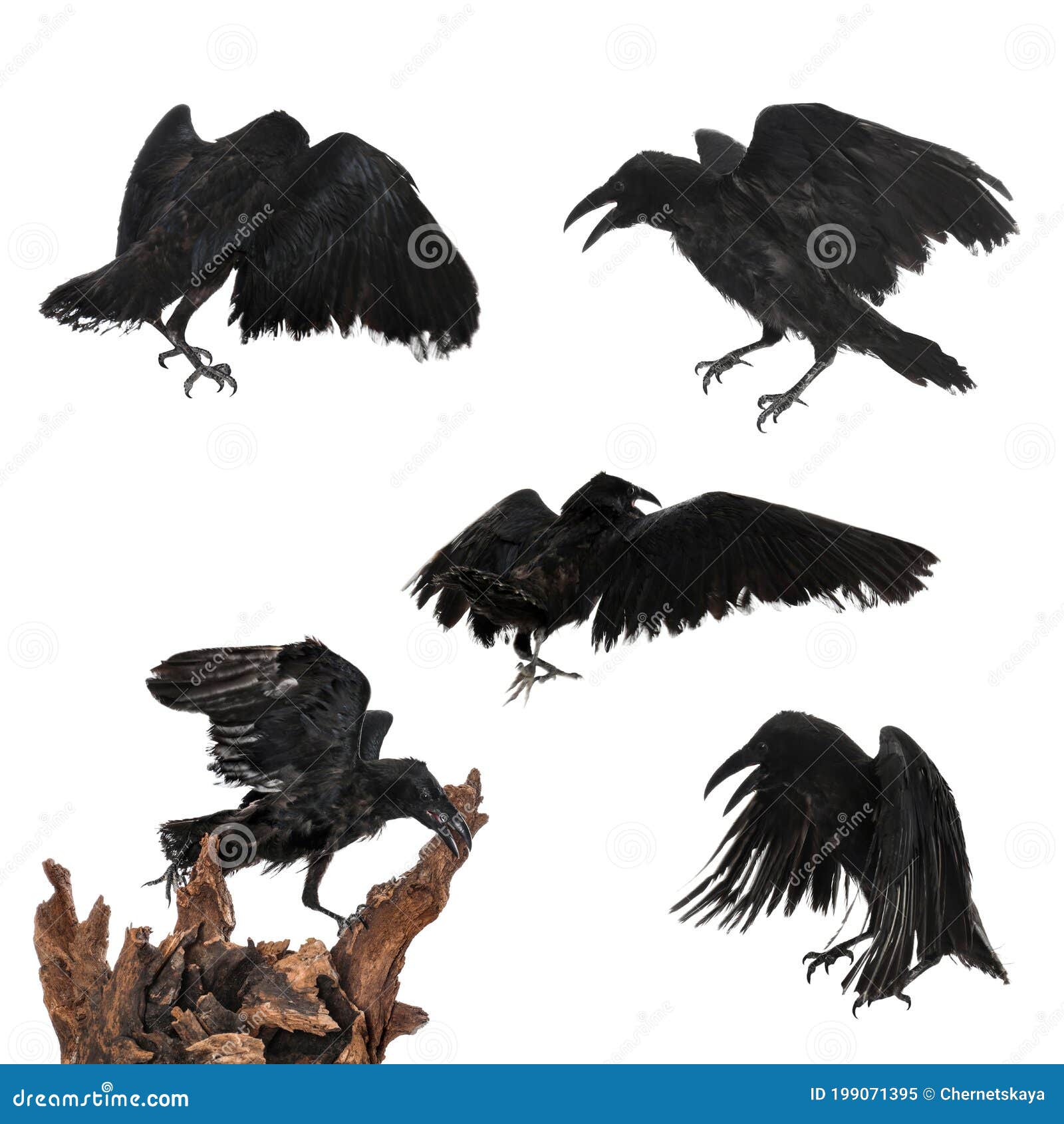 Collage with Black Ravens on White Stock Image - Image of bird ...