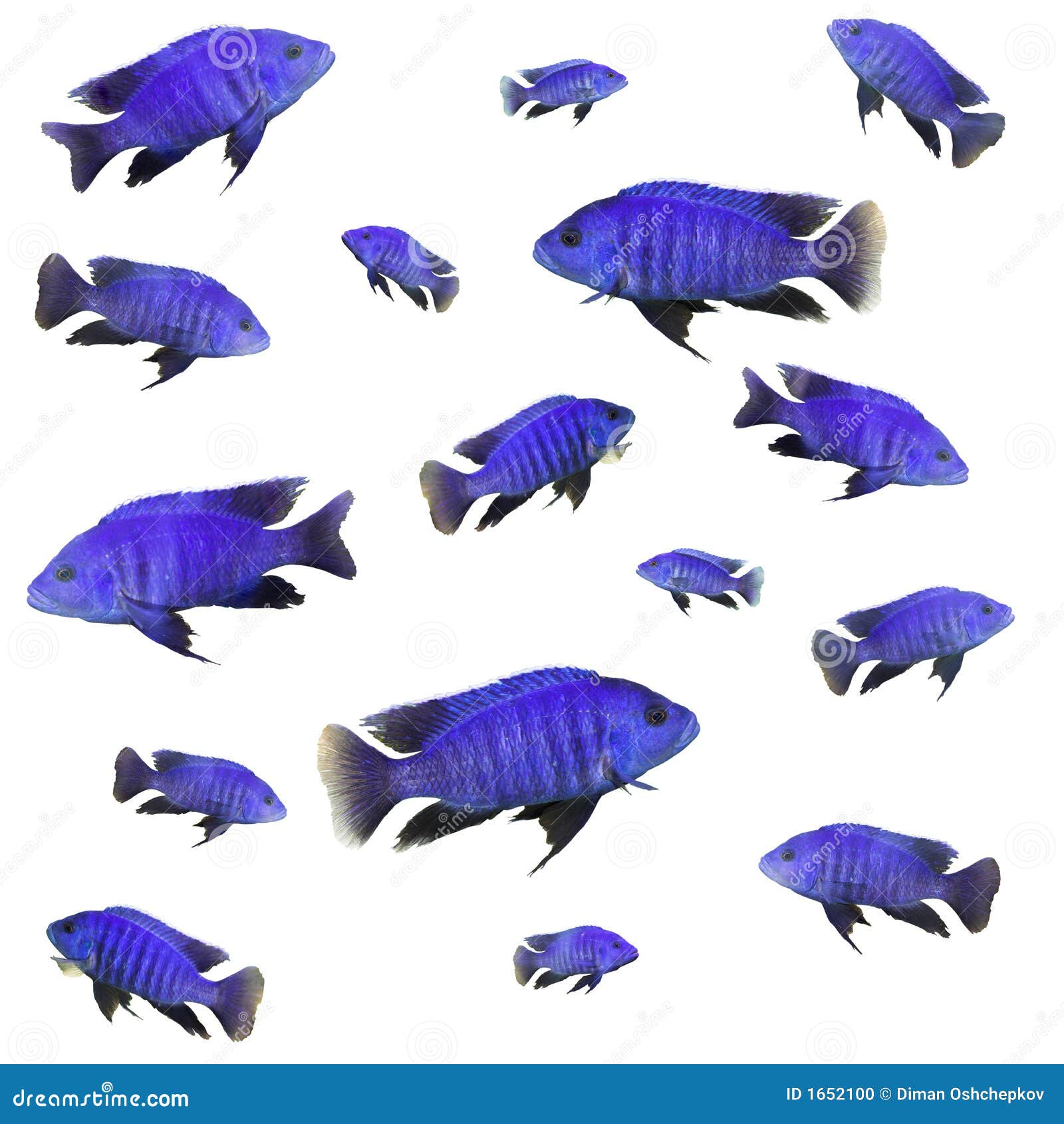 Collage With Blue Fish Picture. Image: 1652100