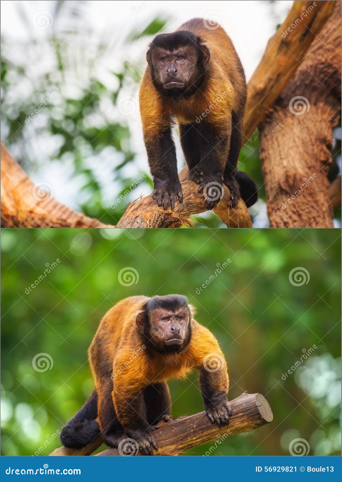Monkey Collage Royalty-Free Stock Photography | CartoonDealer.com #64157177