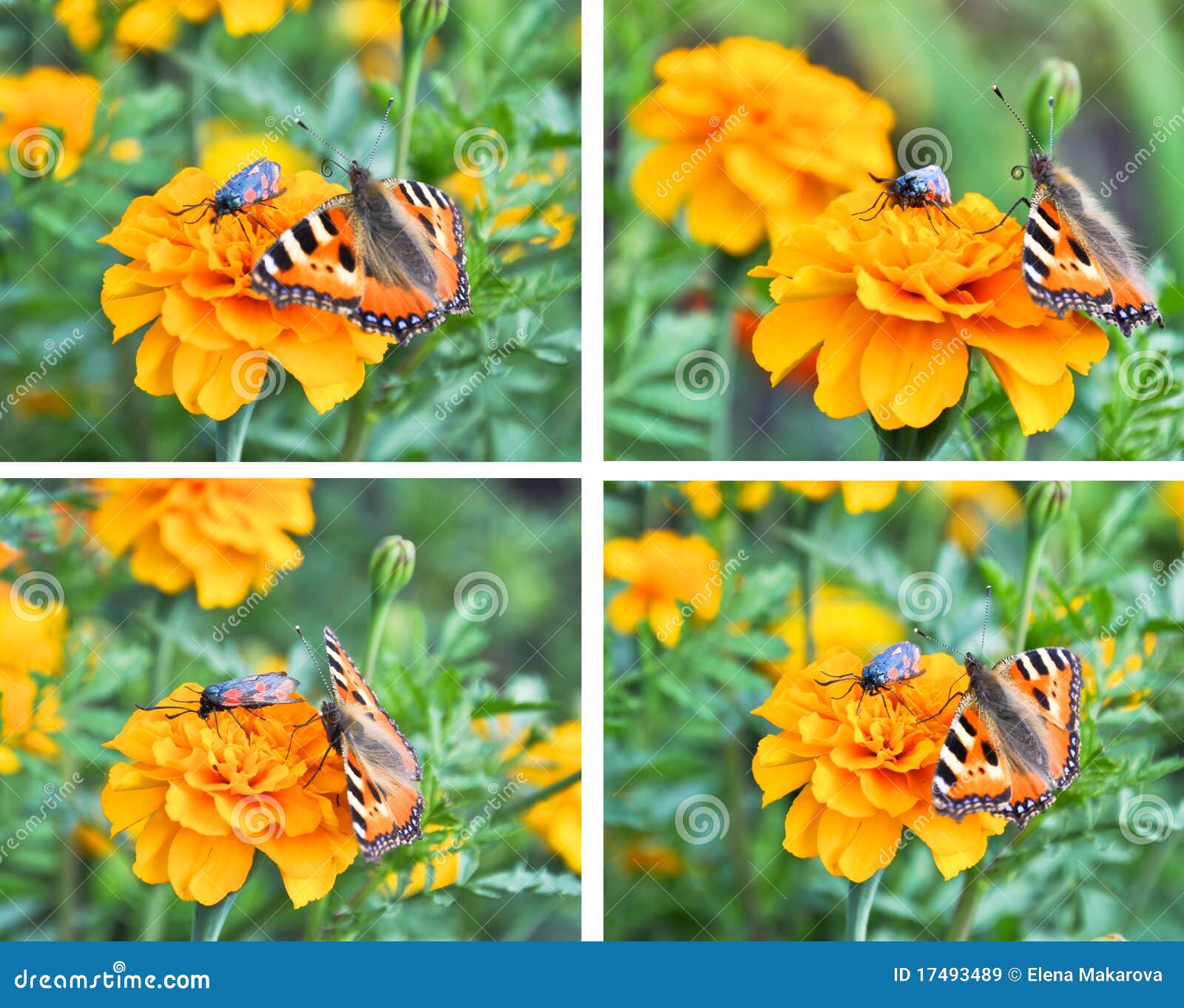 A collage of butterflies stock image. Image of summer - 17493489