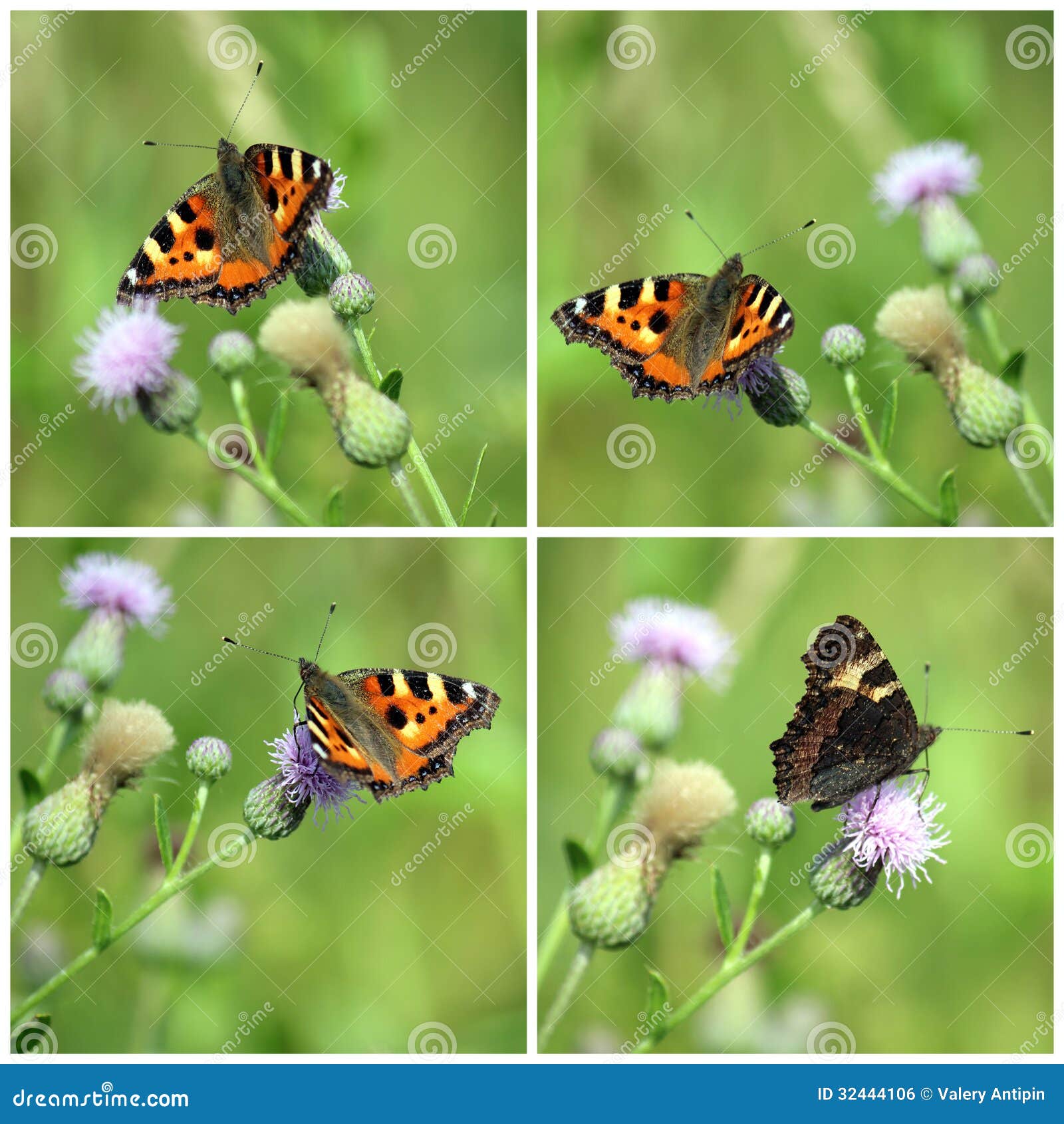 Collage with butterflies stock photo. Image of collage - 32444106