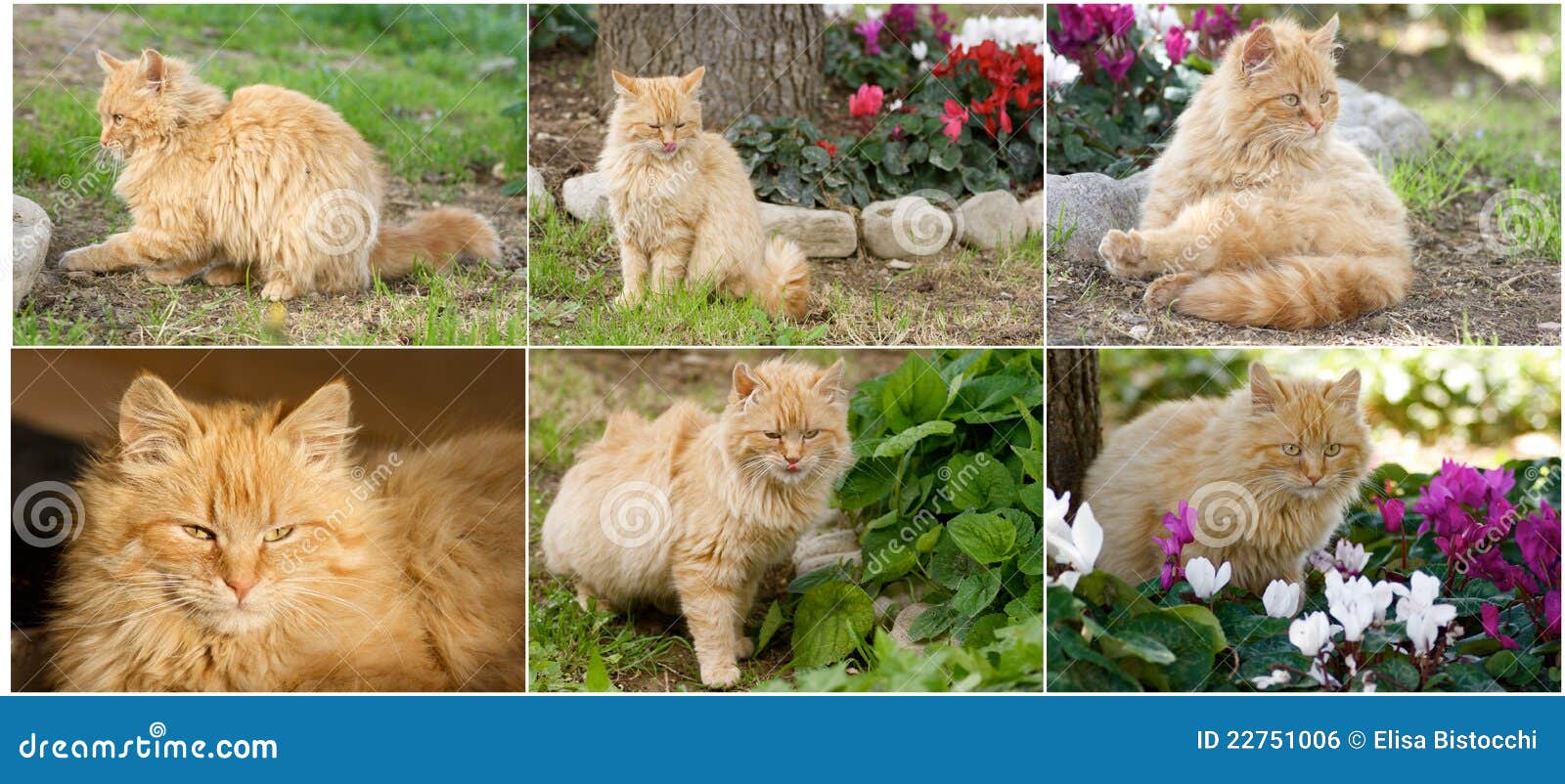 Collage cats stock photo. Image of pedigree, haired, childhood - 22751006