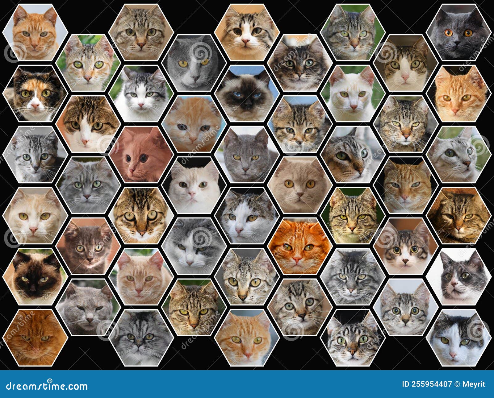 Collage with Cats on a Black Background Stock Image - Image of purebred ...