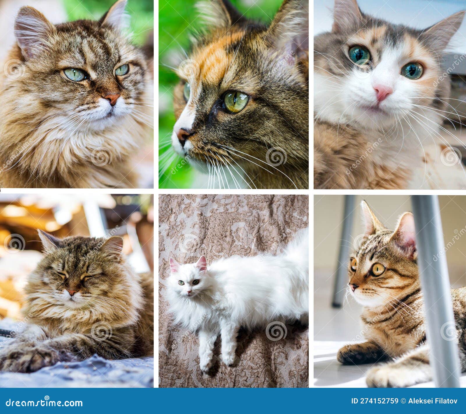 Collage of Cats Depicted on the Banner. Pets, Different Emotions Stock ...