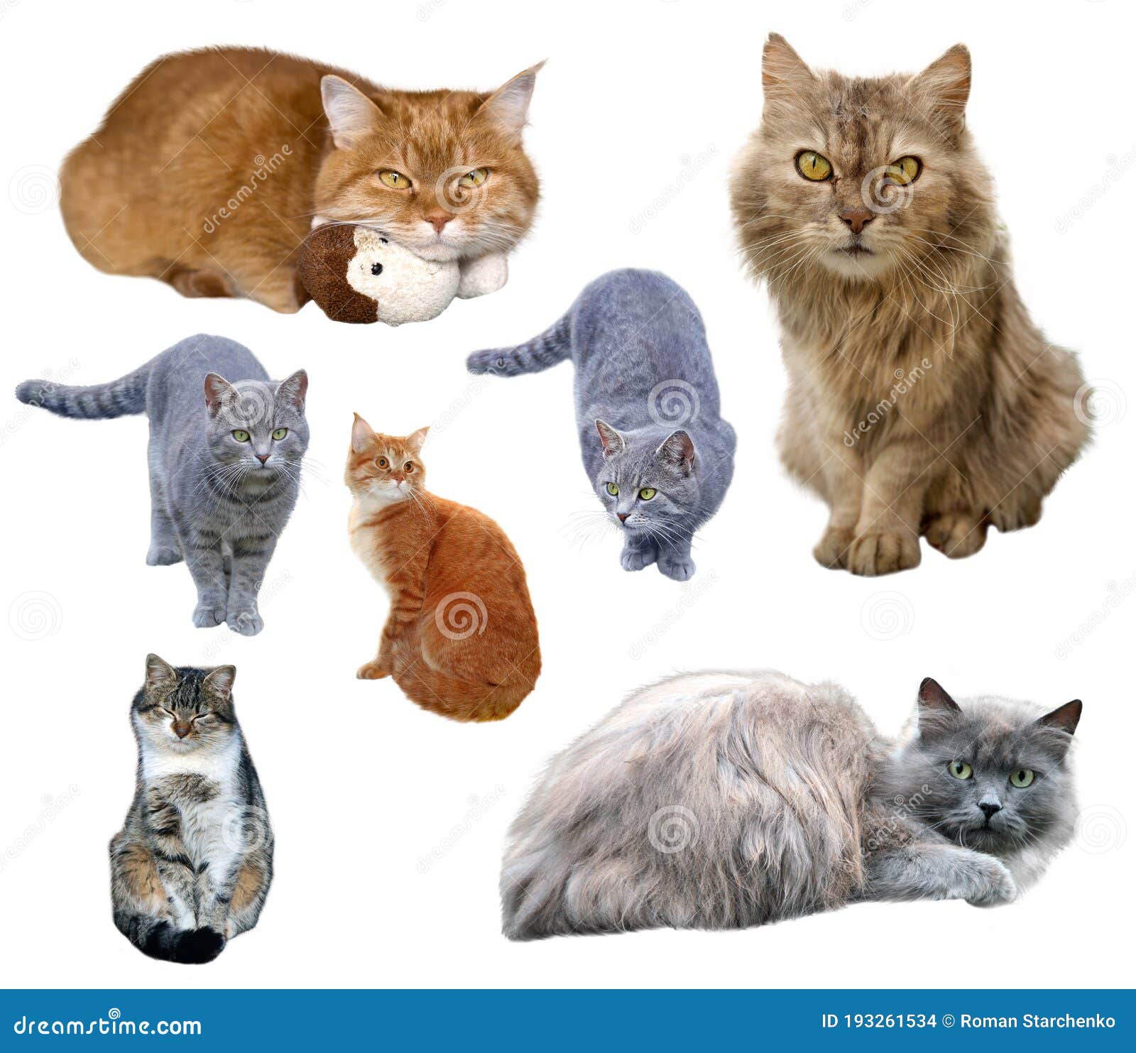 Collage of Cute Cats on White Background Stock Photo - Image of grey ...
