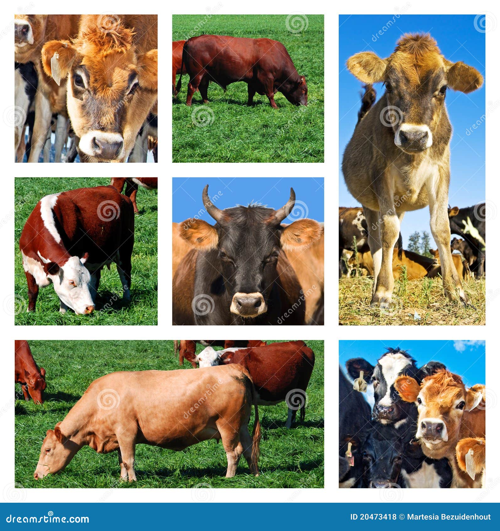 Humorous Collage Of Australian Native Animals. Stock Photo ...