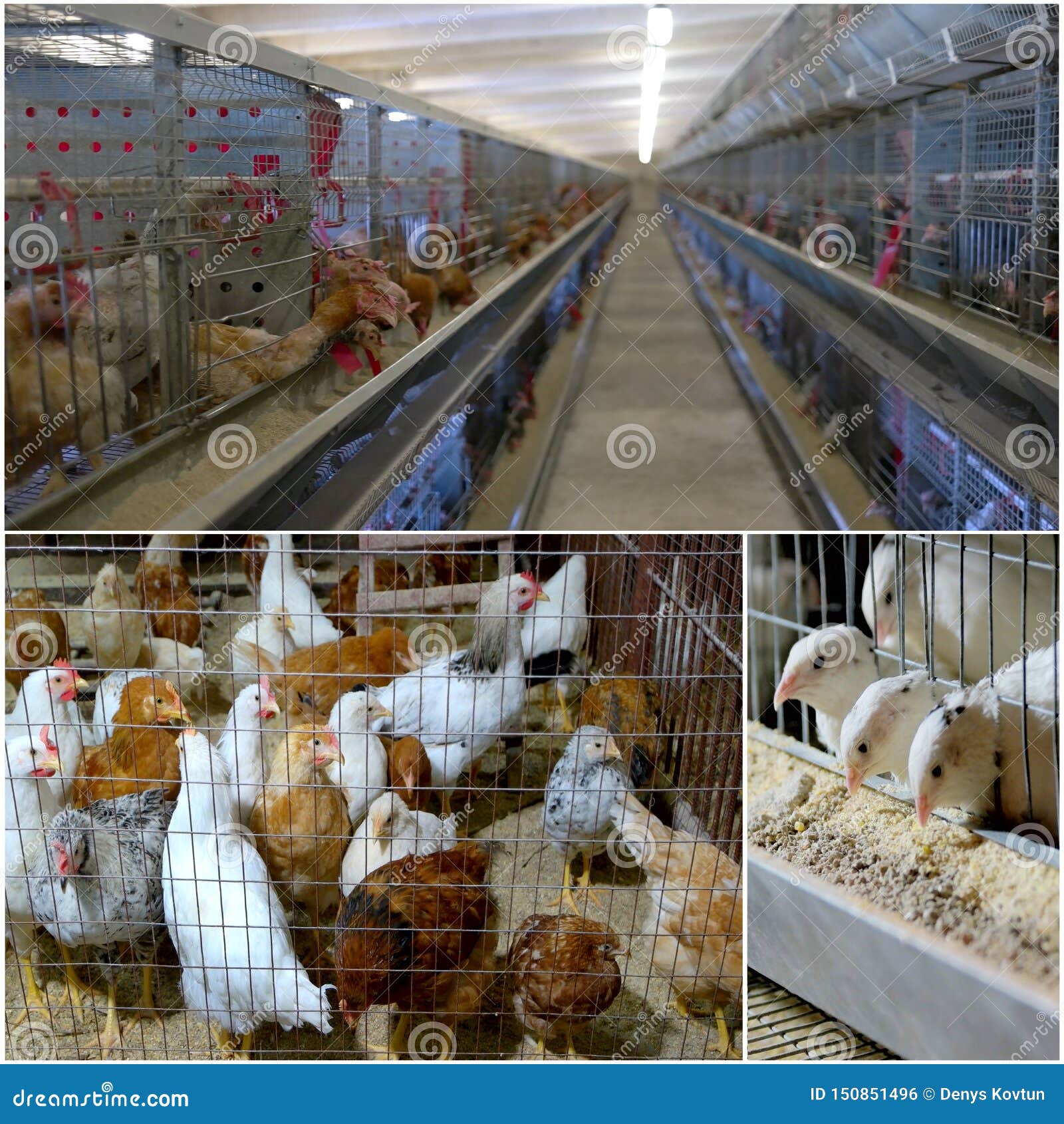 Collage of Chickens at Bio Farm. Stock Photo - Image of farming ...