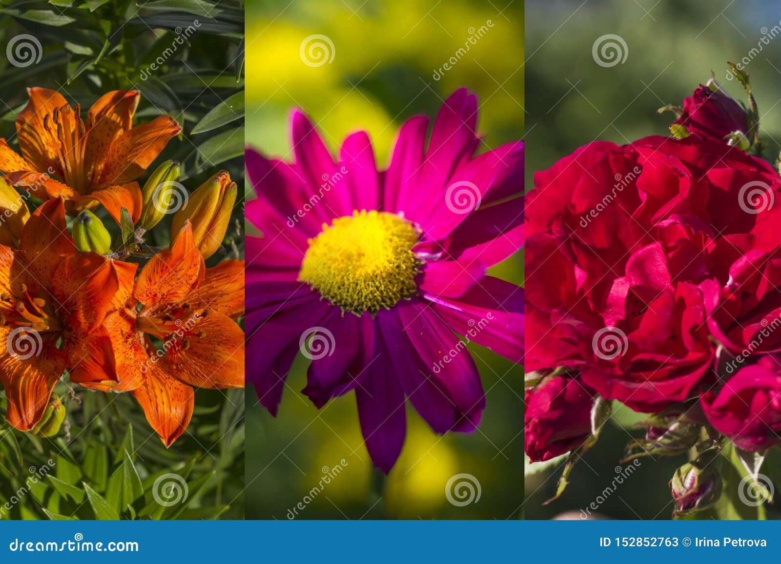 Collage of Colored and Brightly Blooming Flowers in the Strip Stock ...